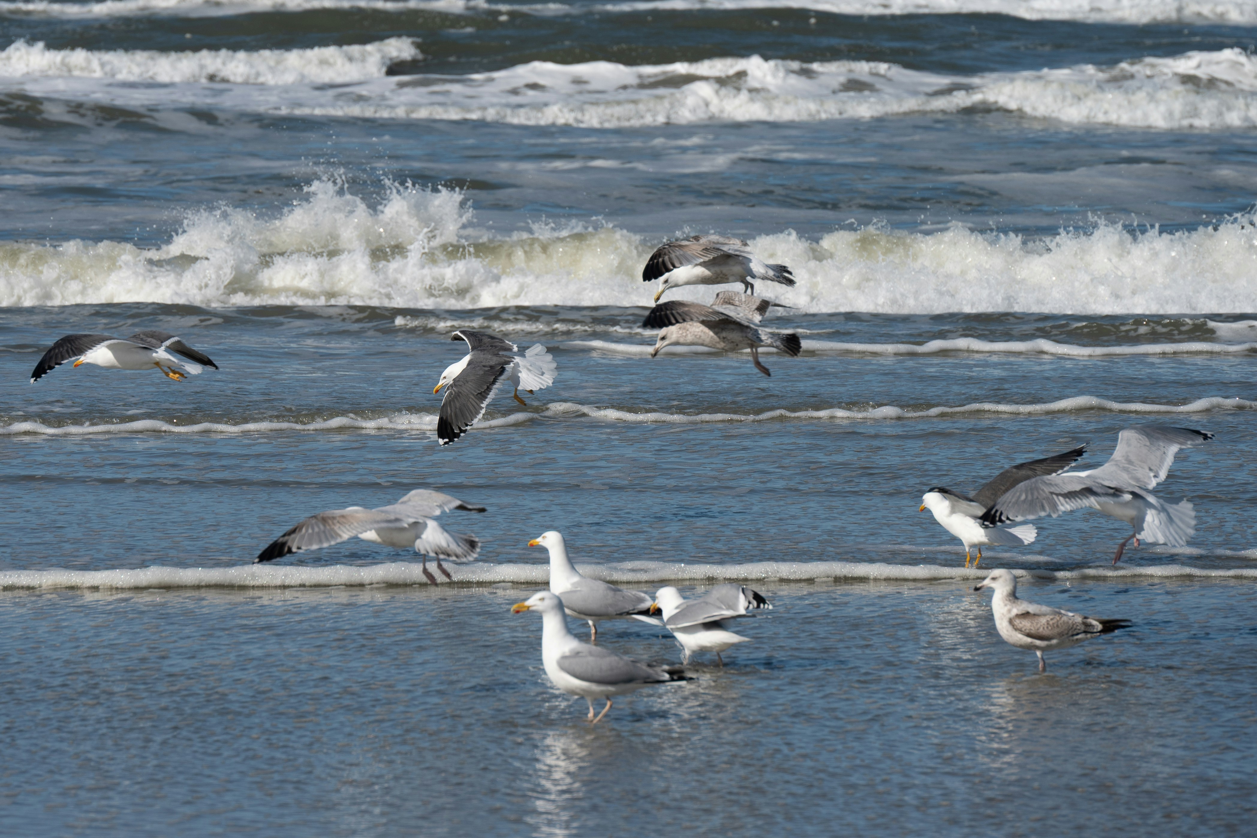 Seagull Flock Over Tidal Glass