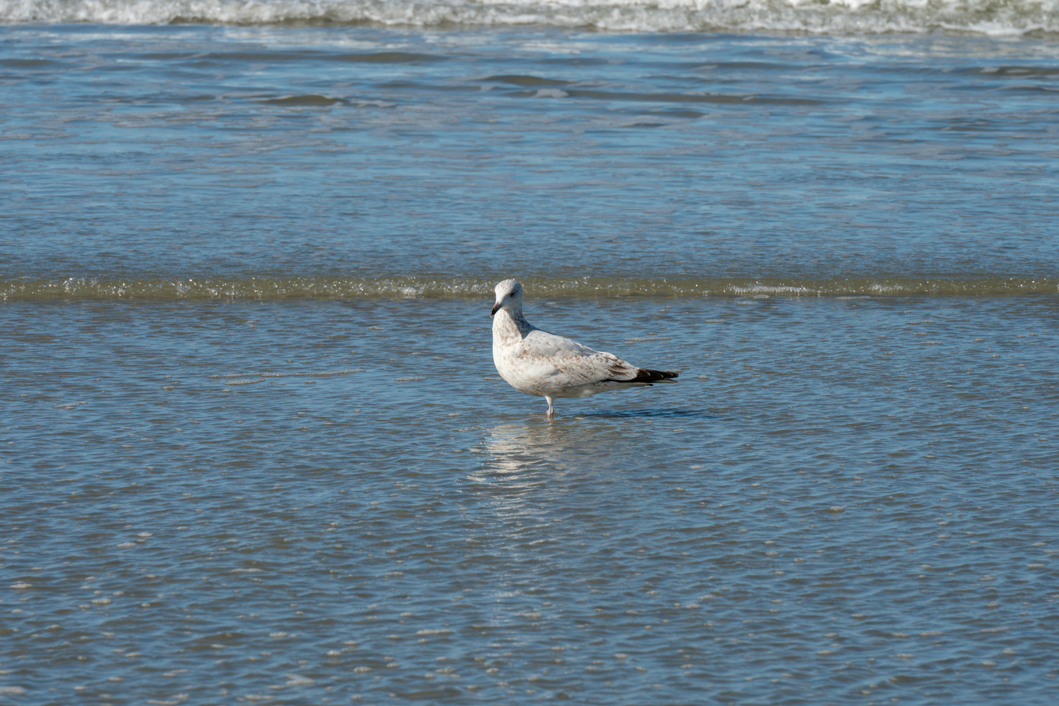 Sedge-Gray Gull Stands Quietly Along Tidal Shore