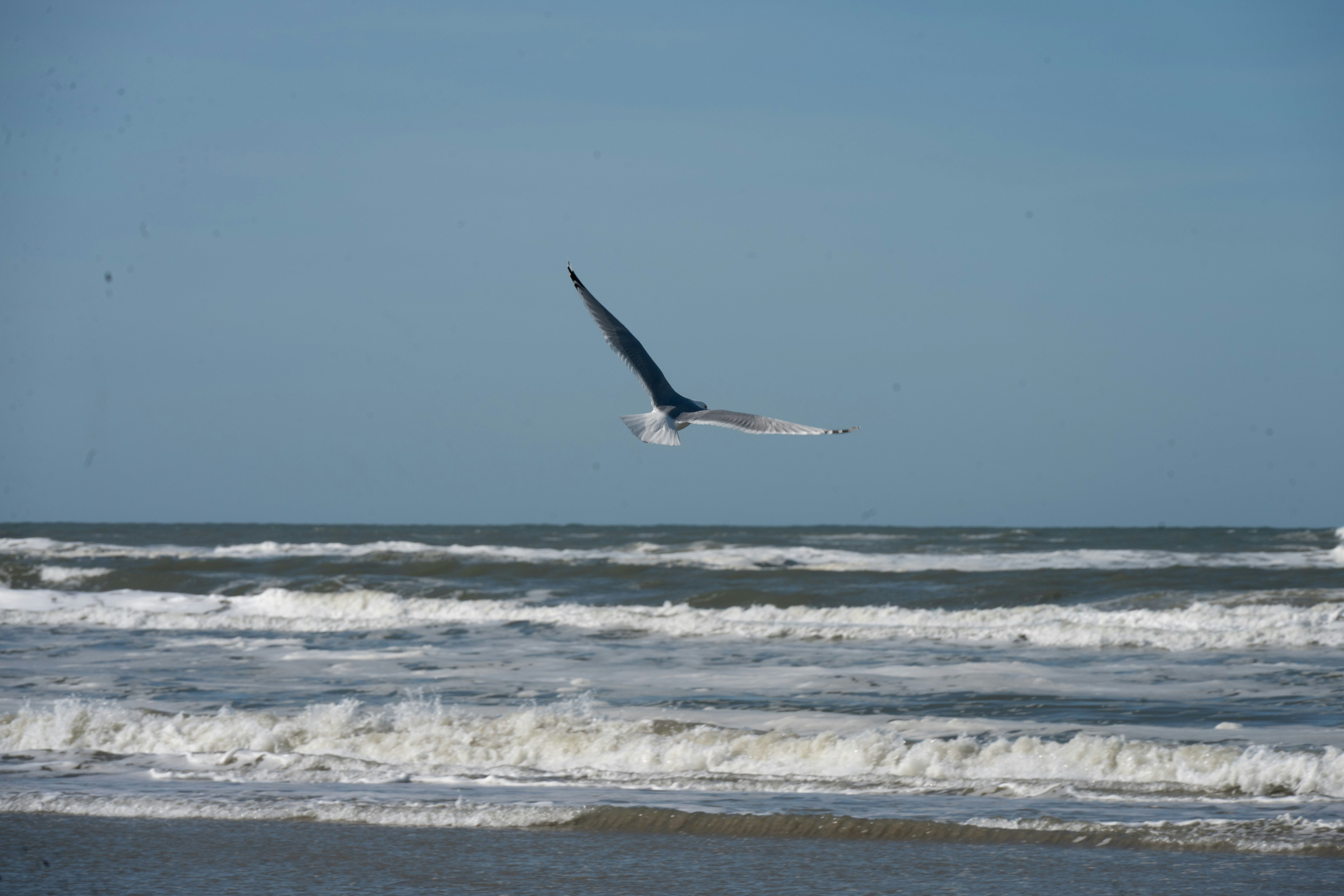 Seabird in Glide: A lone albatross over rolling surf