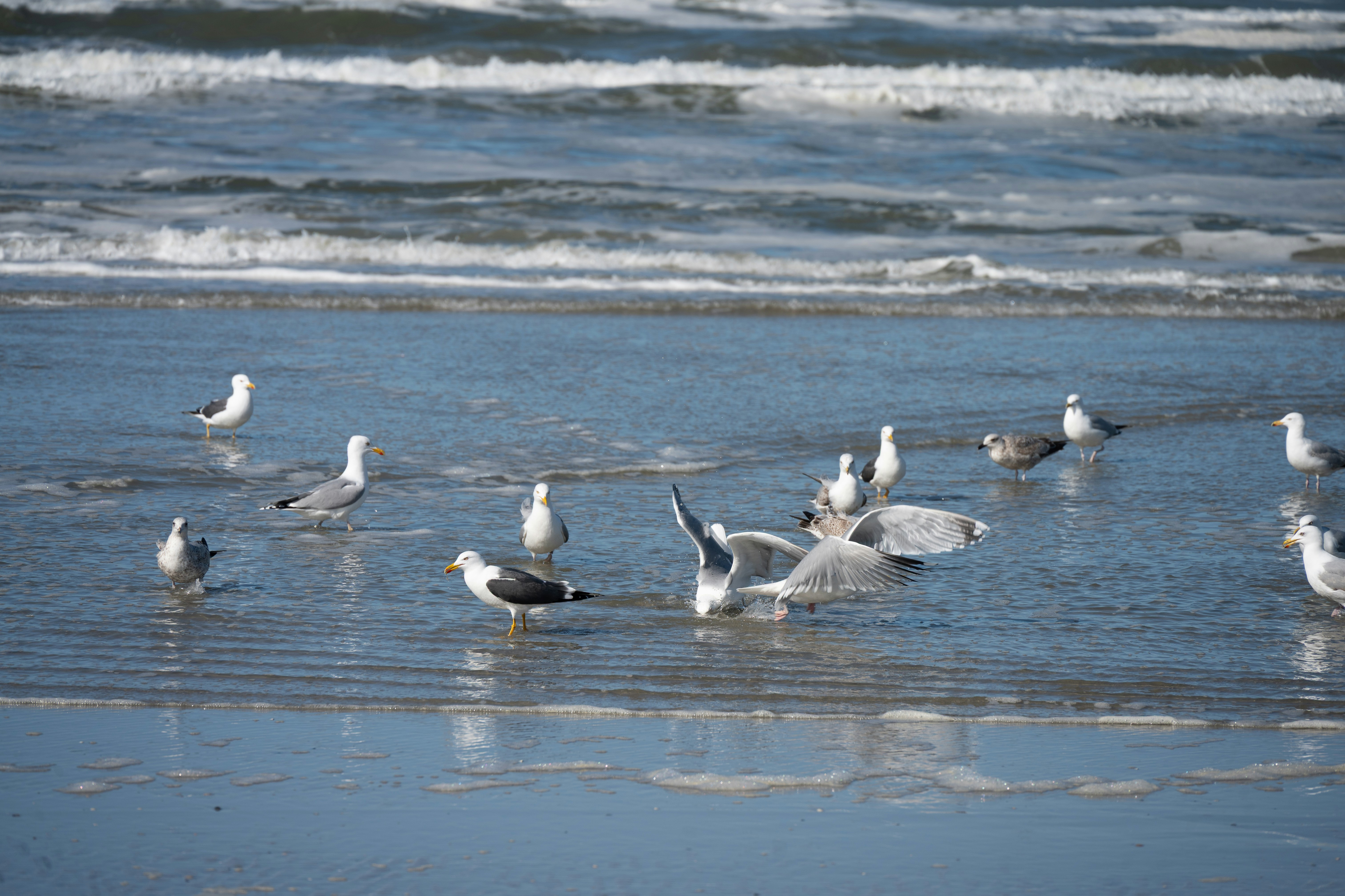 Seagulls on a Glassy Seaside Stage