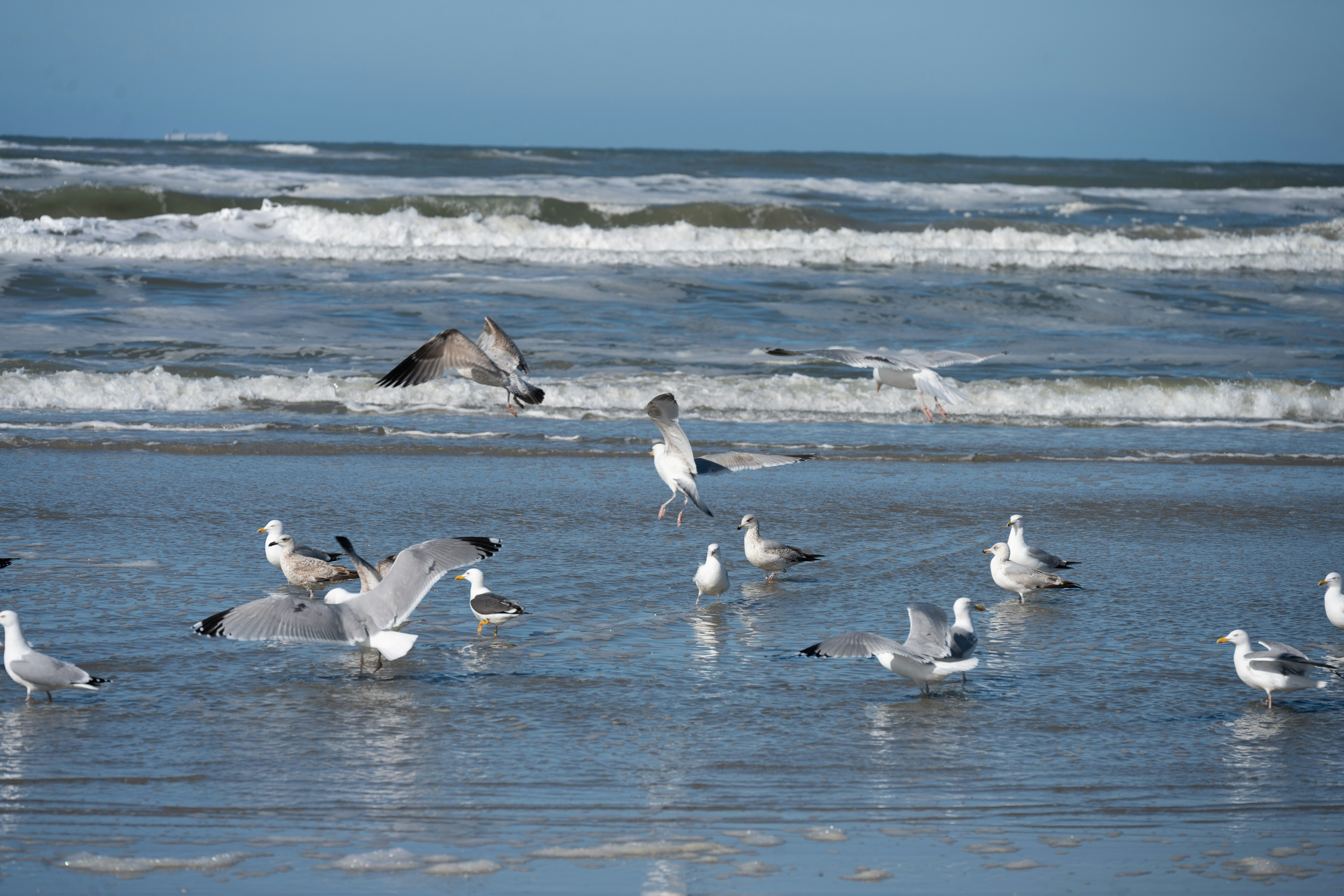 Seagulls at the Receding Shore: A Quiet Coastal Gathering