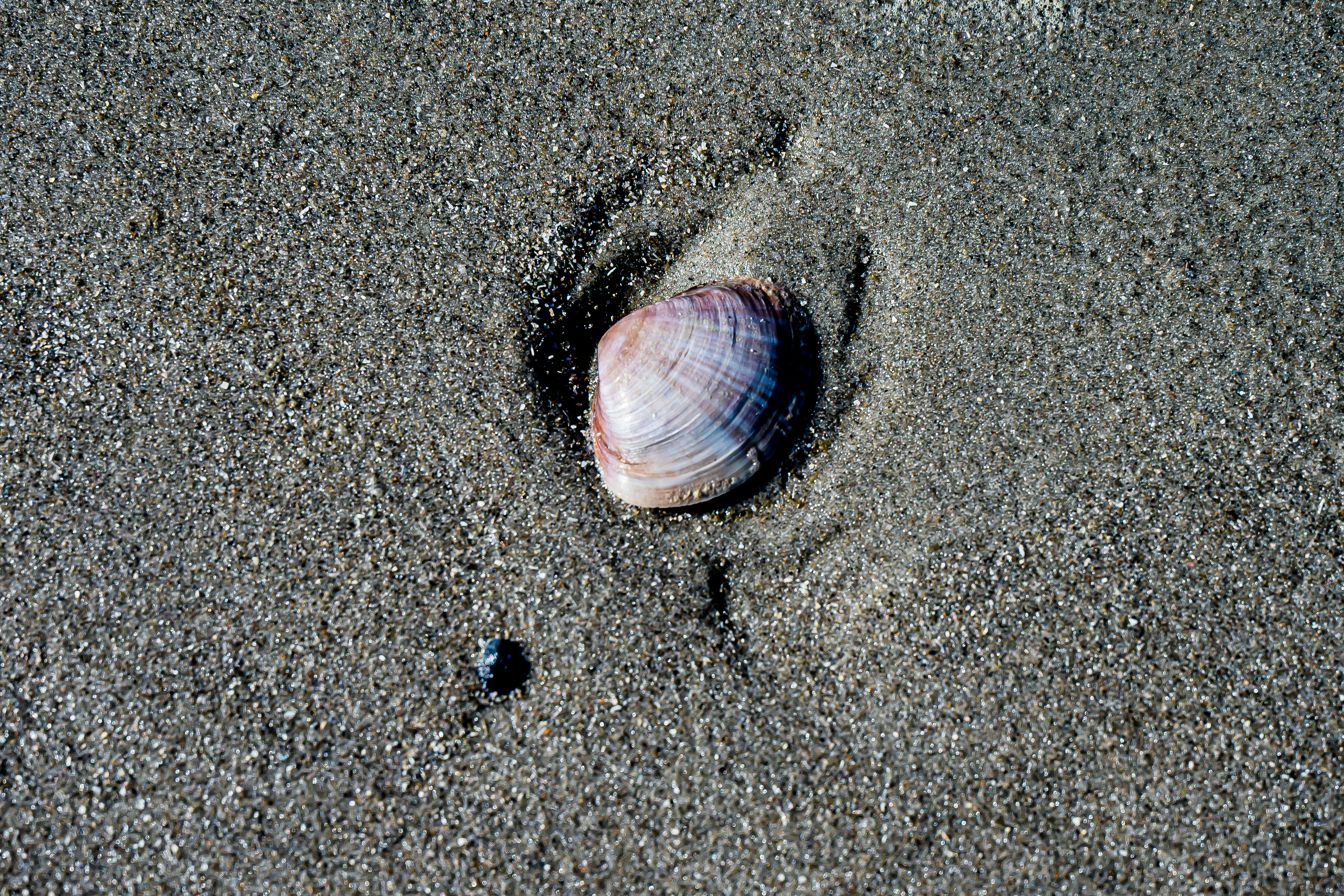 A single seashell rests in fine-grained sand with subtle depressions around it, suggesting recent movement; the scene conveys a minimal coastal detail and texture in a wide-open plane.