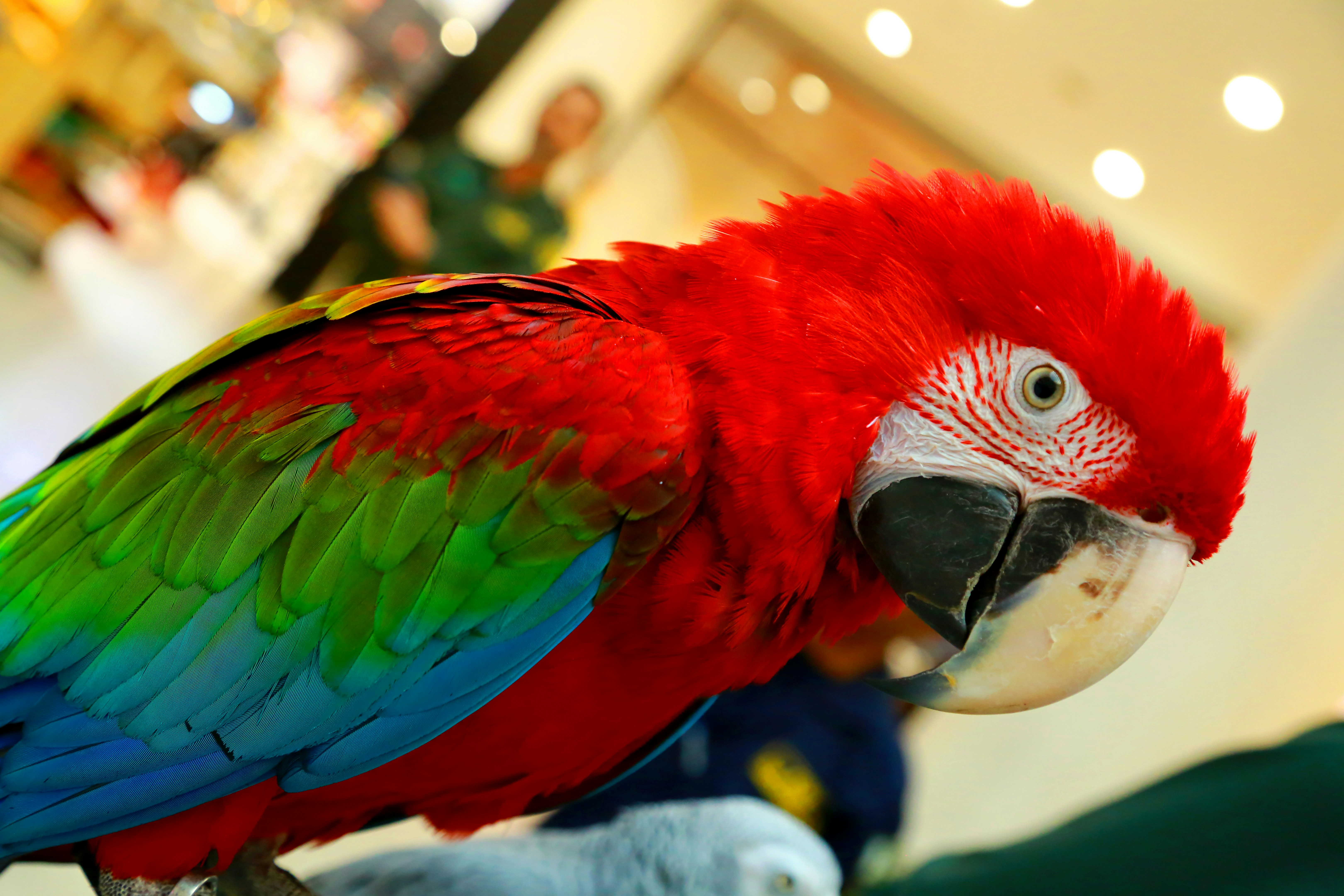Crimson Curiosity: A Macaw’s Gaze in a Lively Atrium