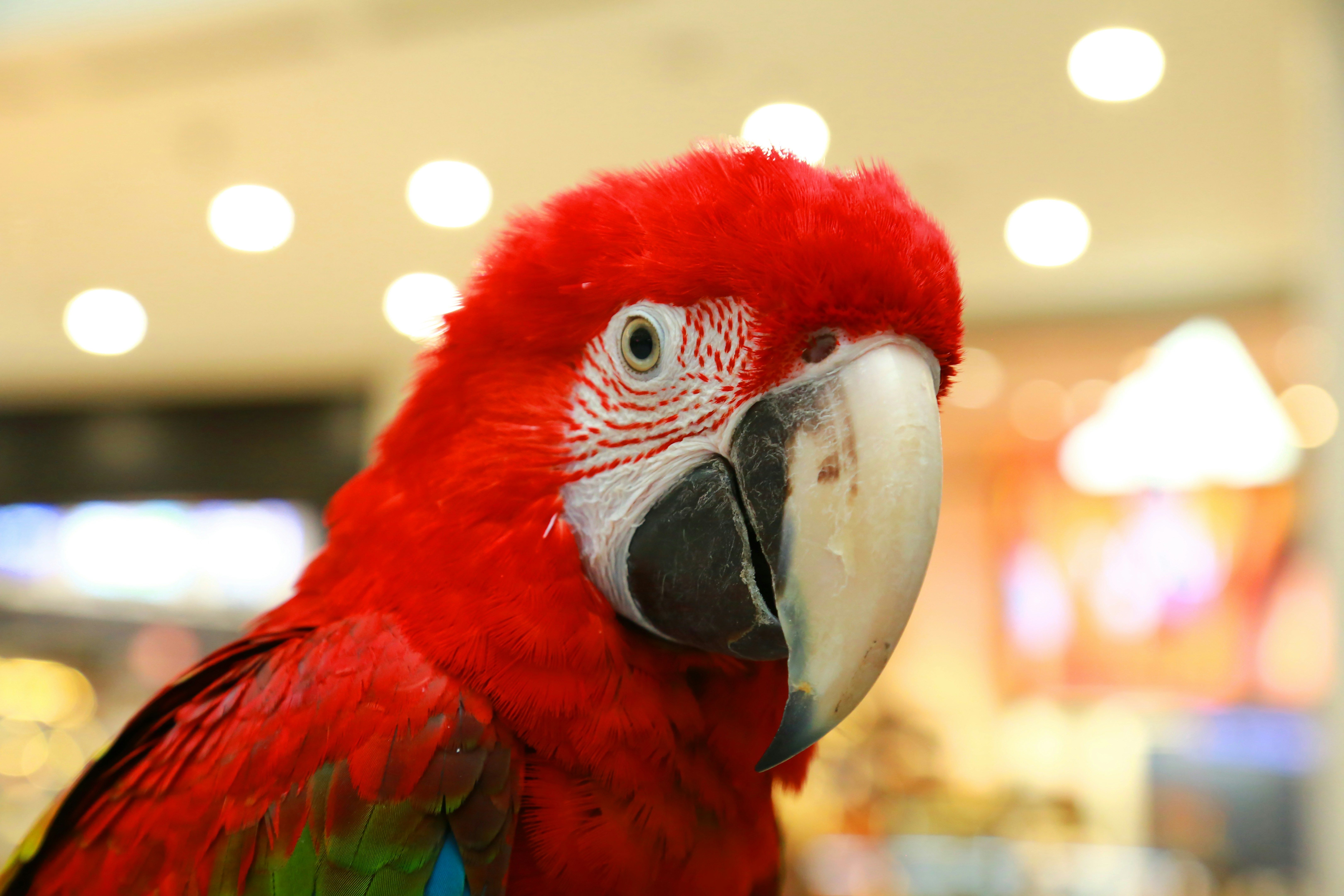 Red Gold: A Macaw’s Curious Gaze in a Busy Scene