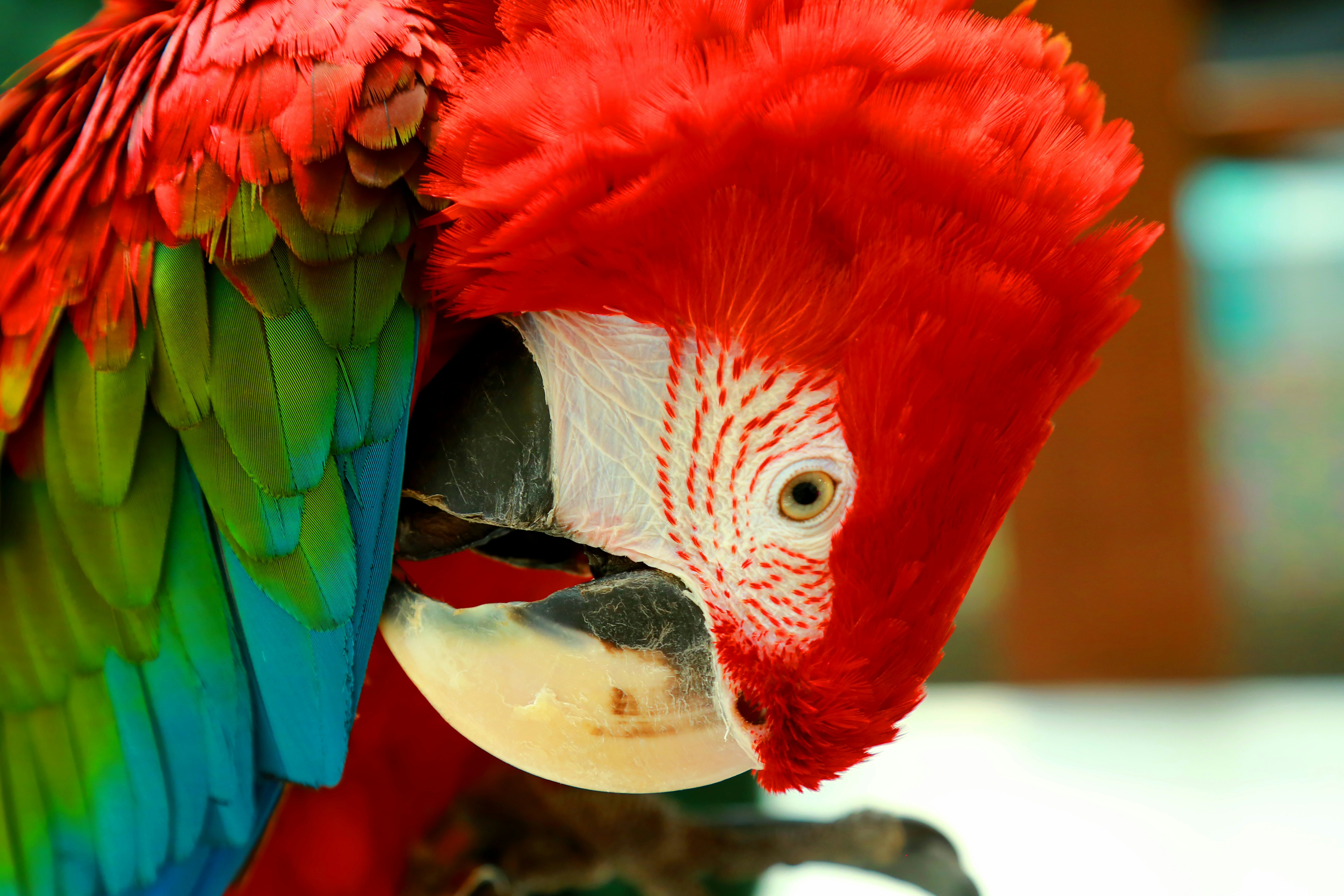 Crimson Crest: A Parrot's Close-Up with Fiery Plumage