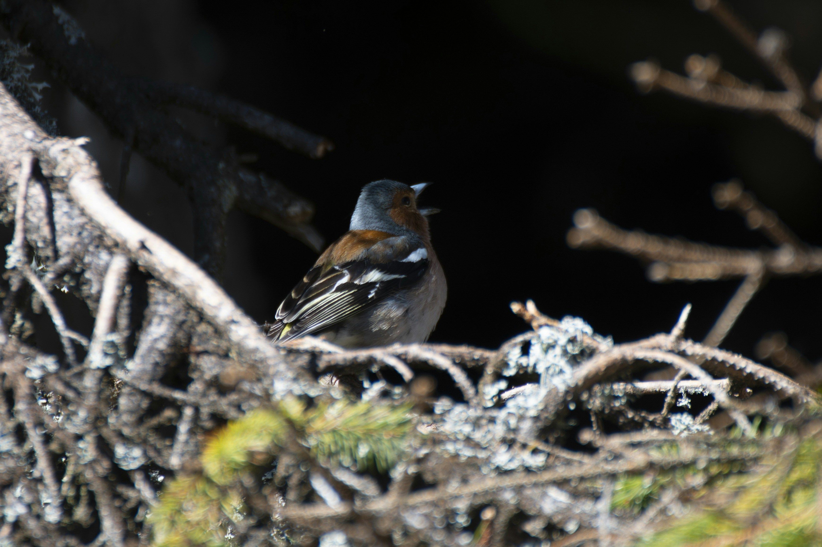 Snowlit Ember Finches: A Robinette in the Frosted Tangle