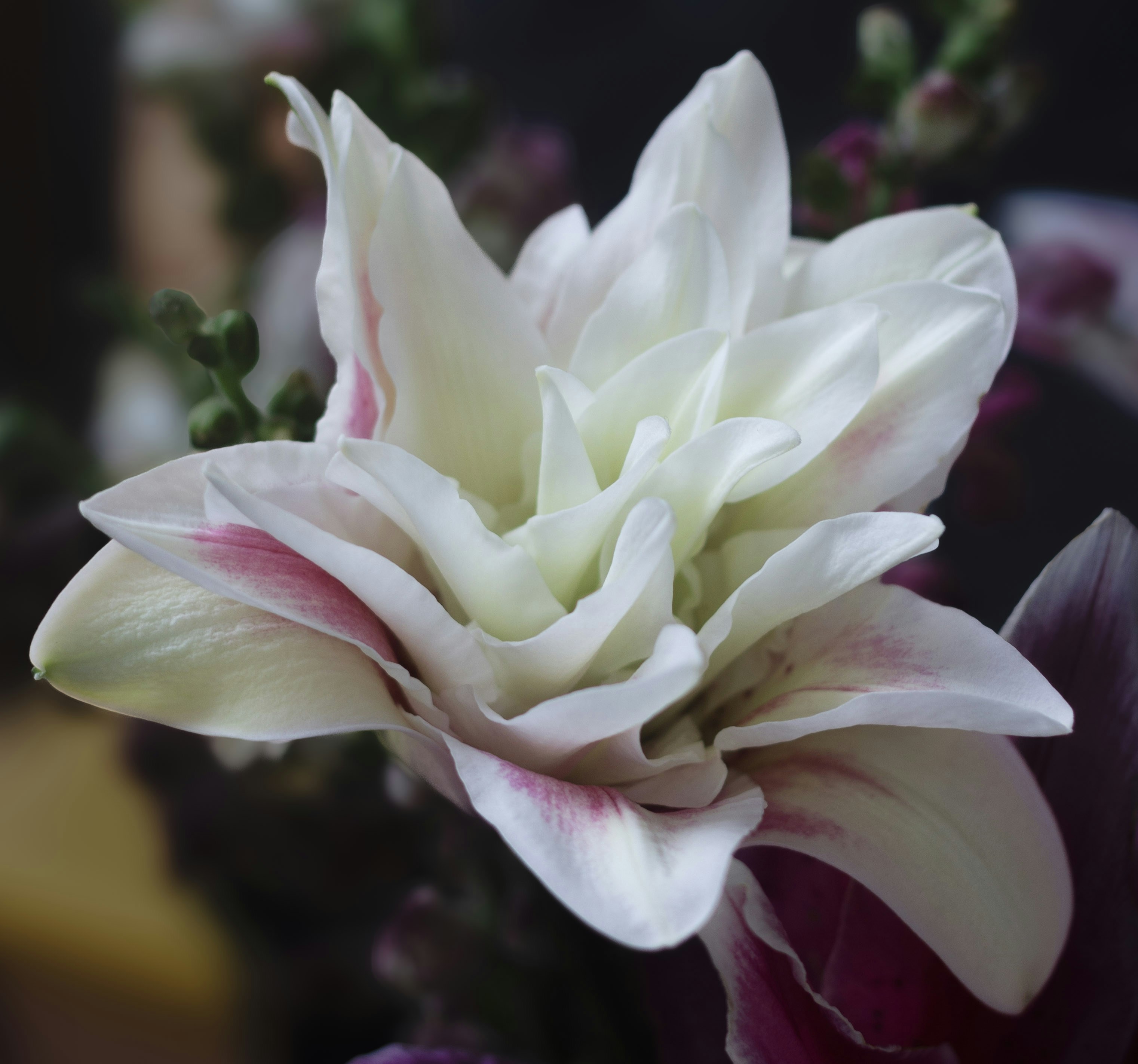Petal Symphony: A Close-Up of White-Pink Bloom Unfolding