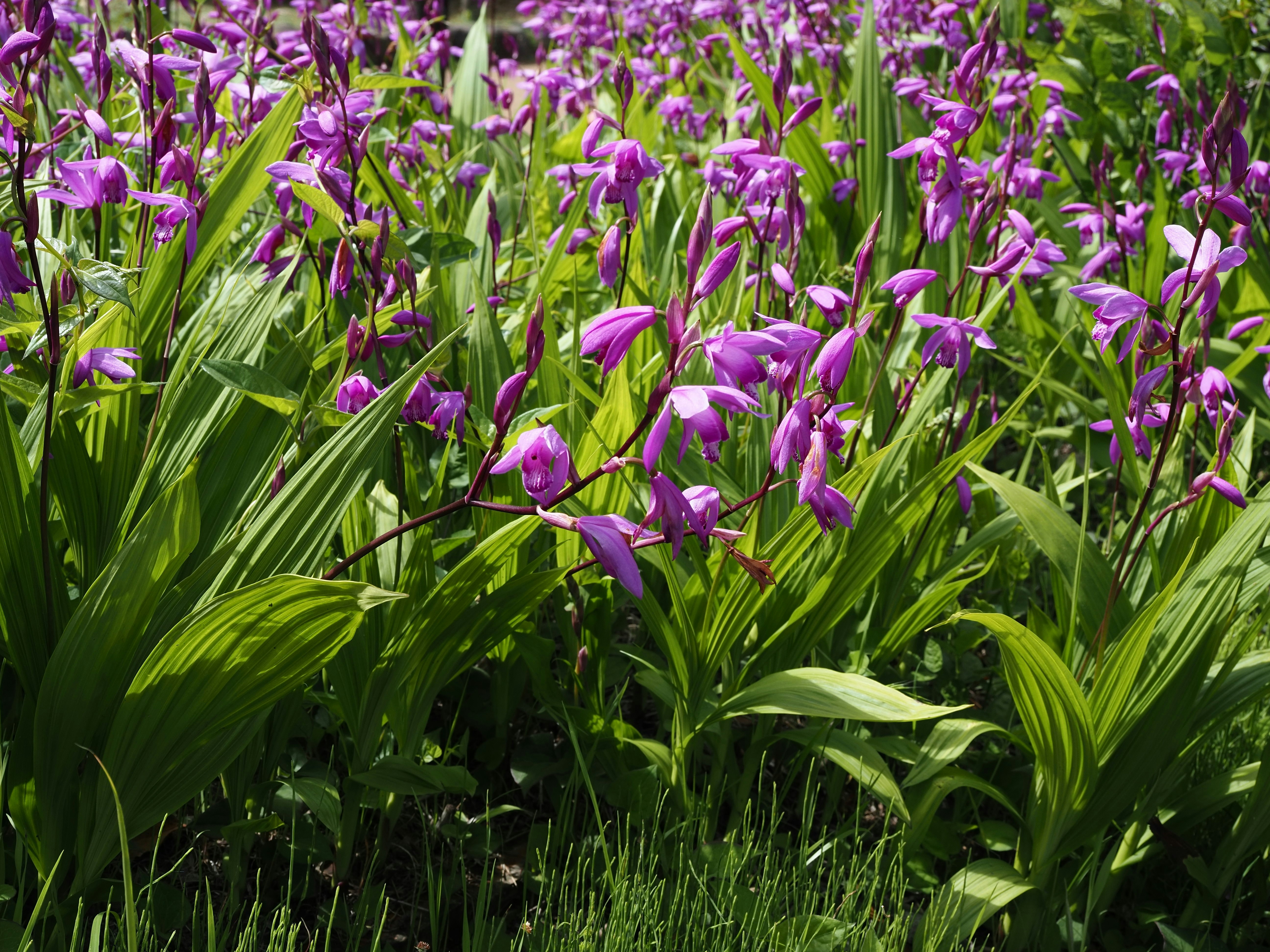 Purple bells in a sunlit carpet of leaves