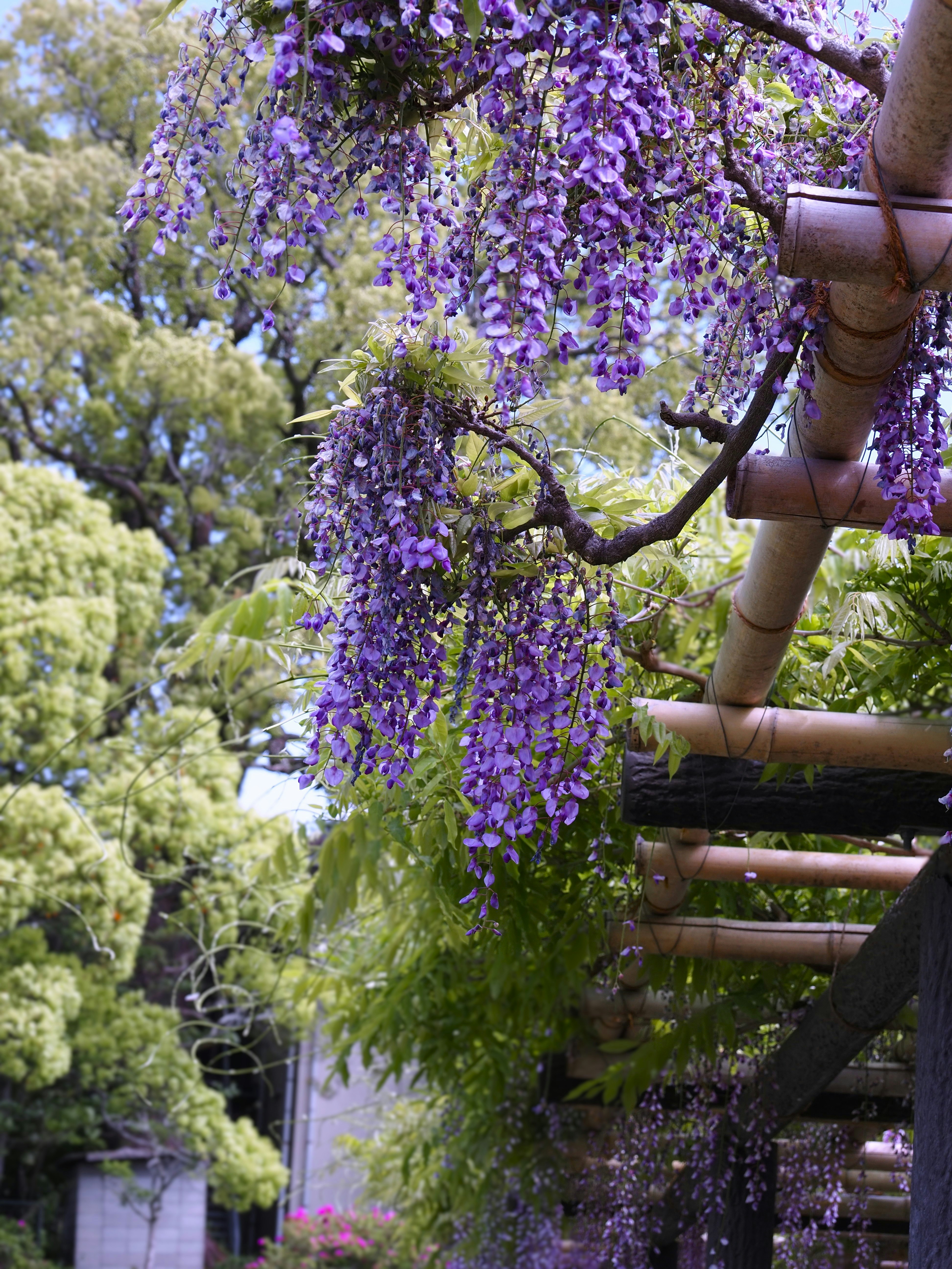 Cascade of Purple Wisteria Framing a Bamboo Trellis