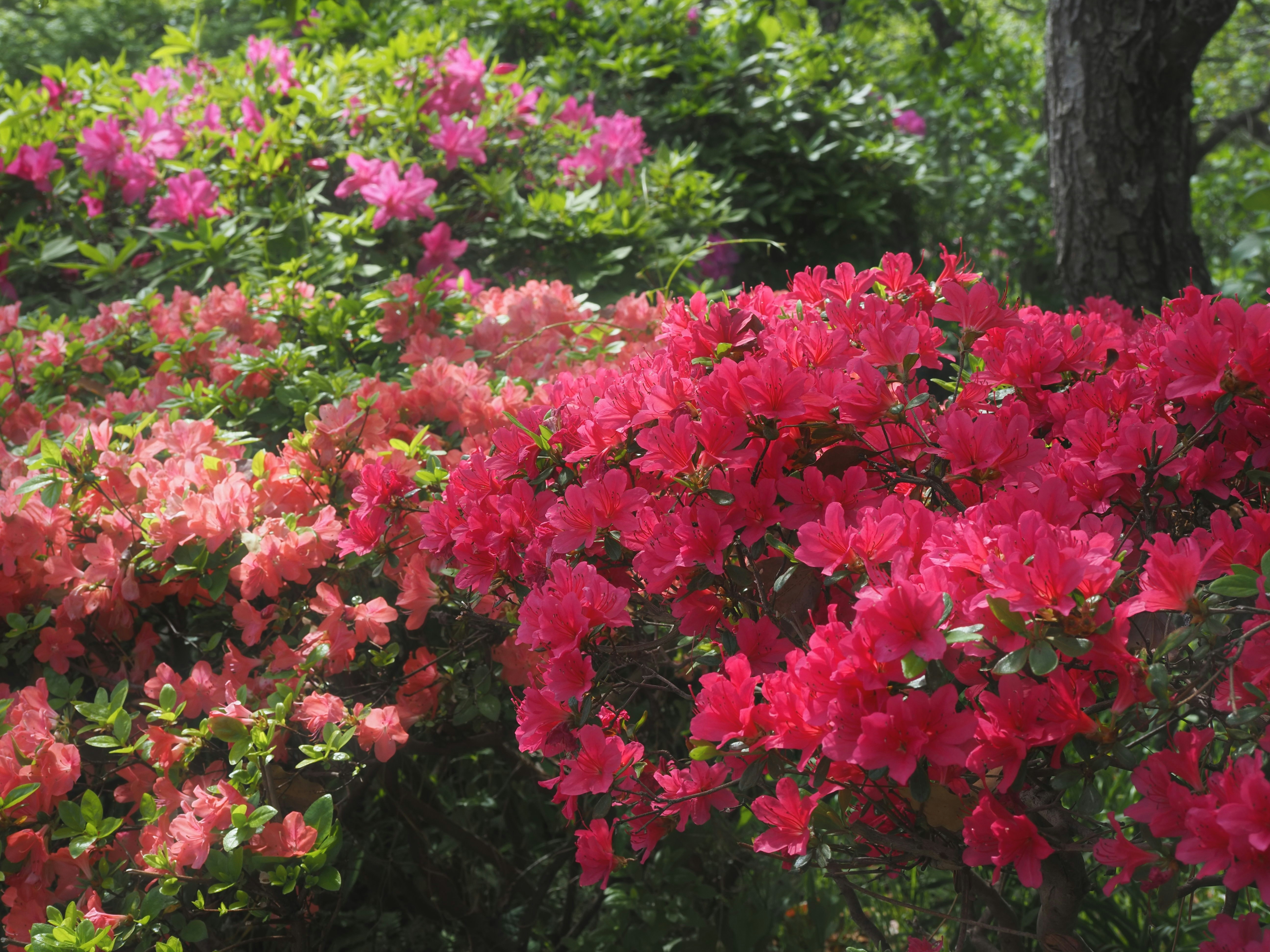 Rhapsody of Pink Blooms Under Dappled Garden Light