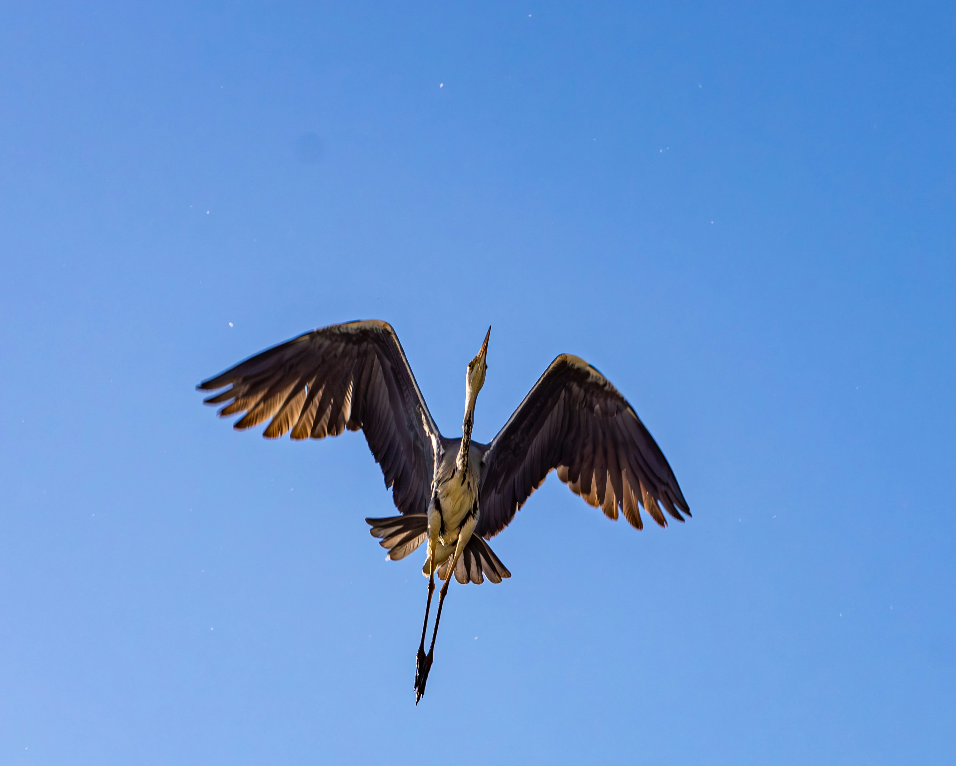 Midflight heron against a clear blue expanse