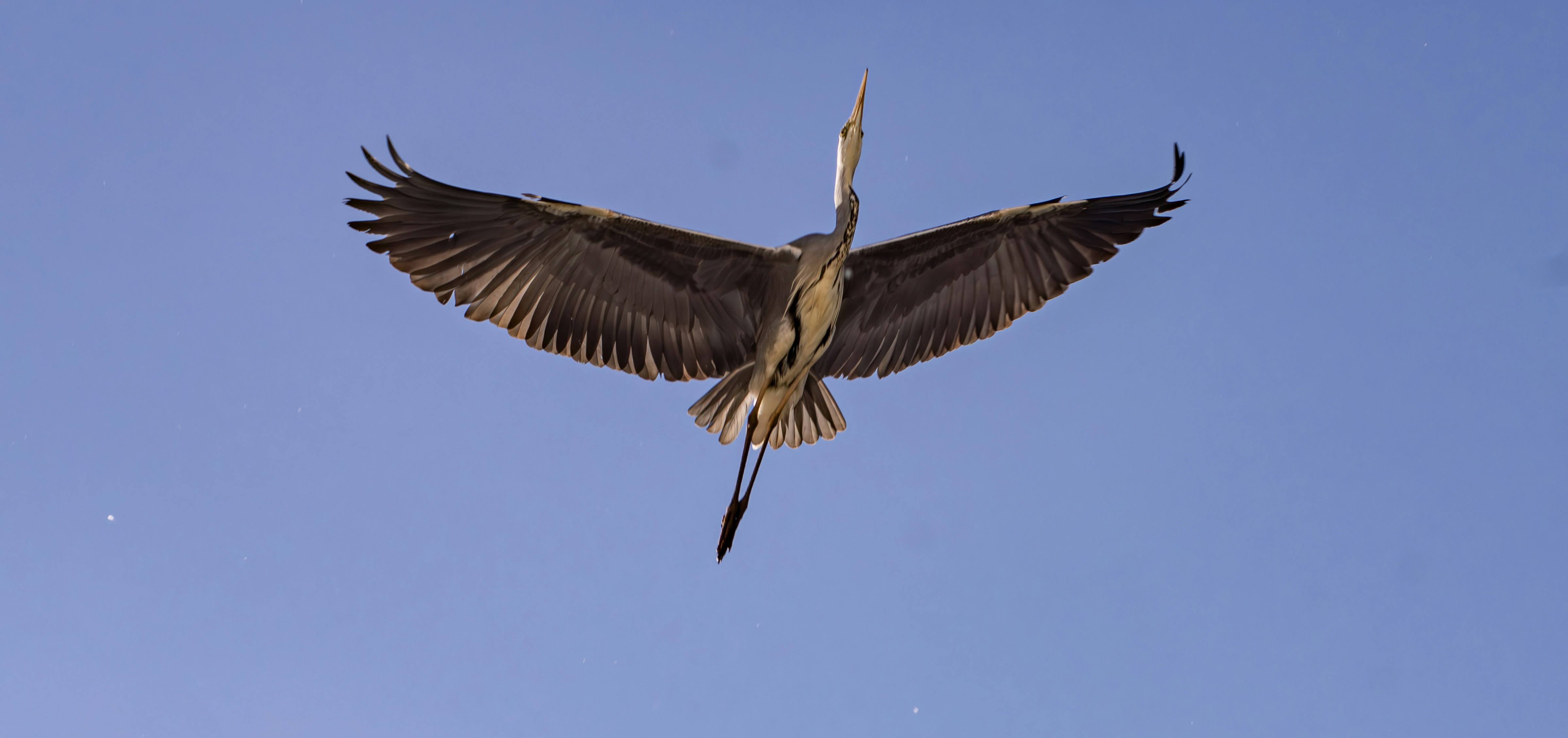 Soaring Heron Against a Clear Sky