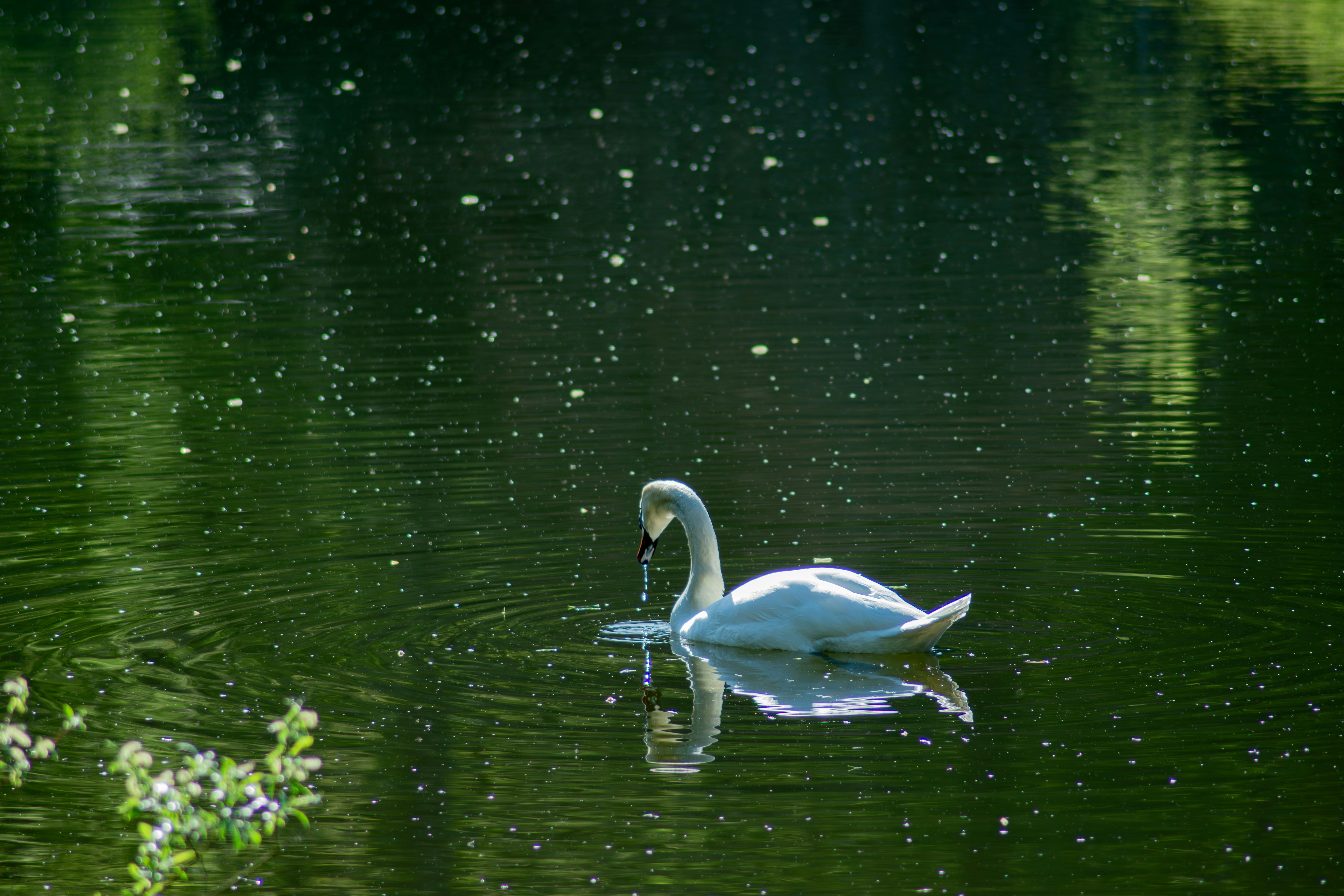 Gentle Swan in a Sparkling Pond