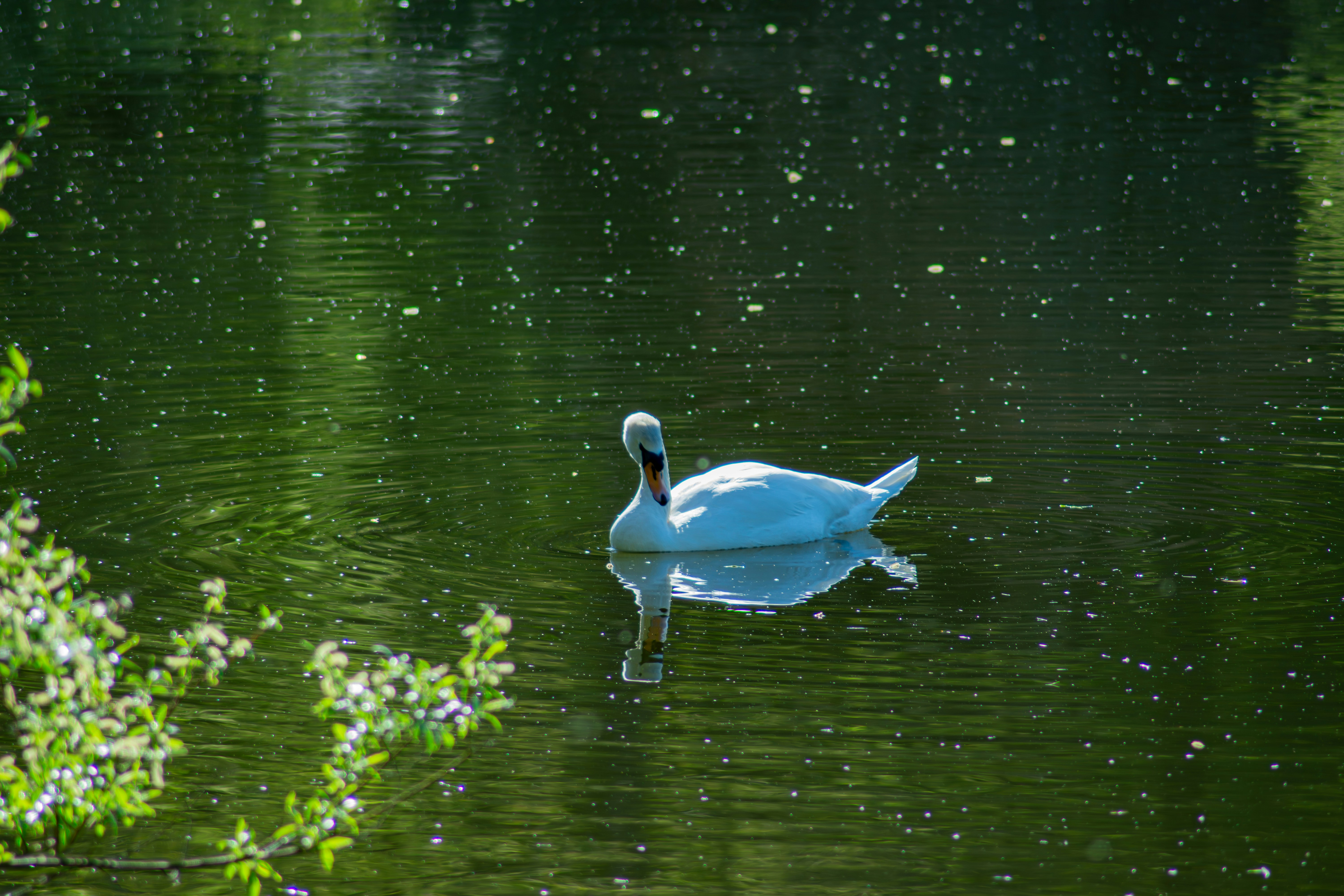 Floating White Crane on Mossy Green Lake