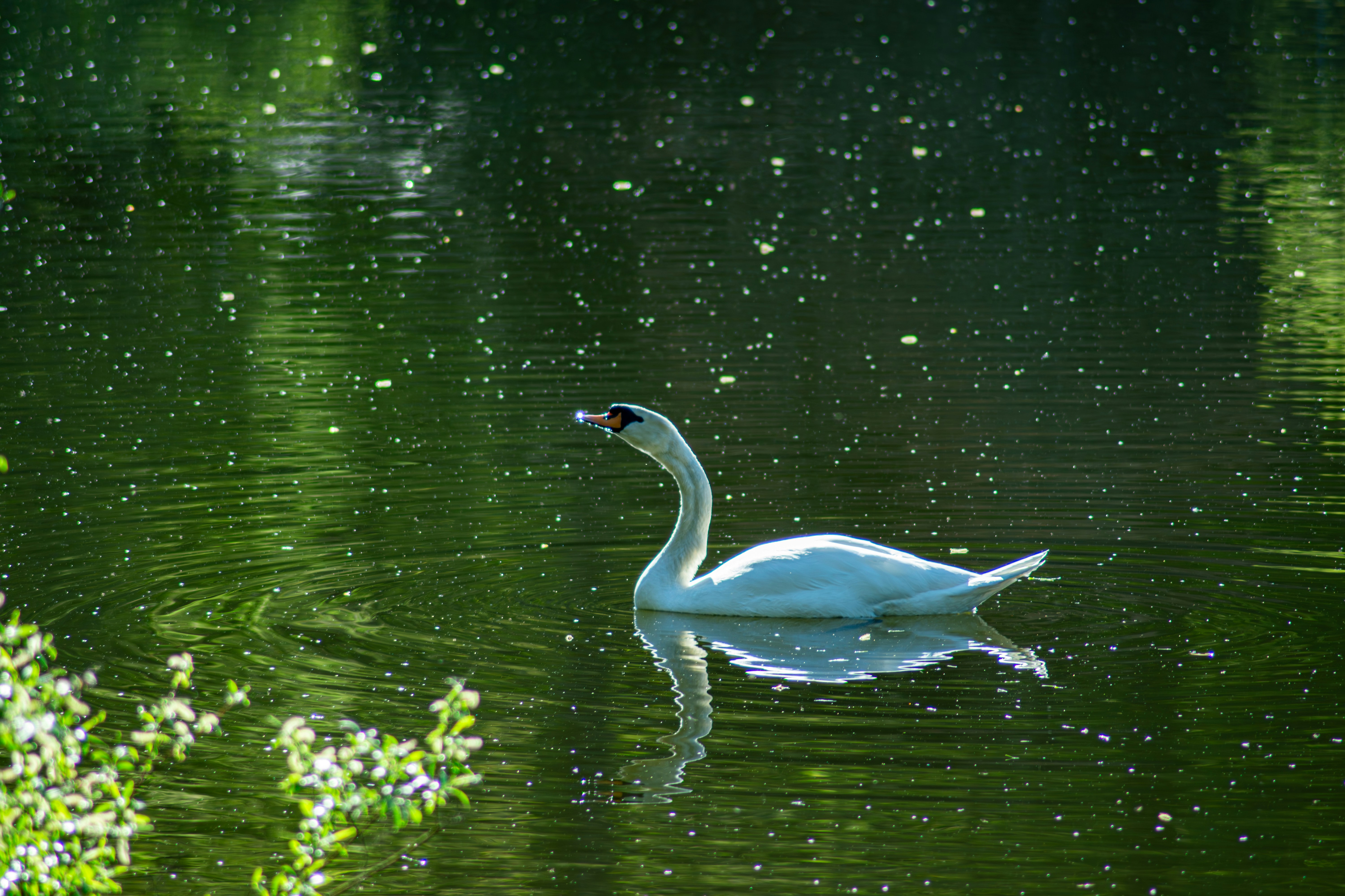Silent Glide: White Heron on a Velvet Tea-Glass Lake