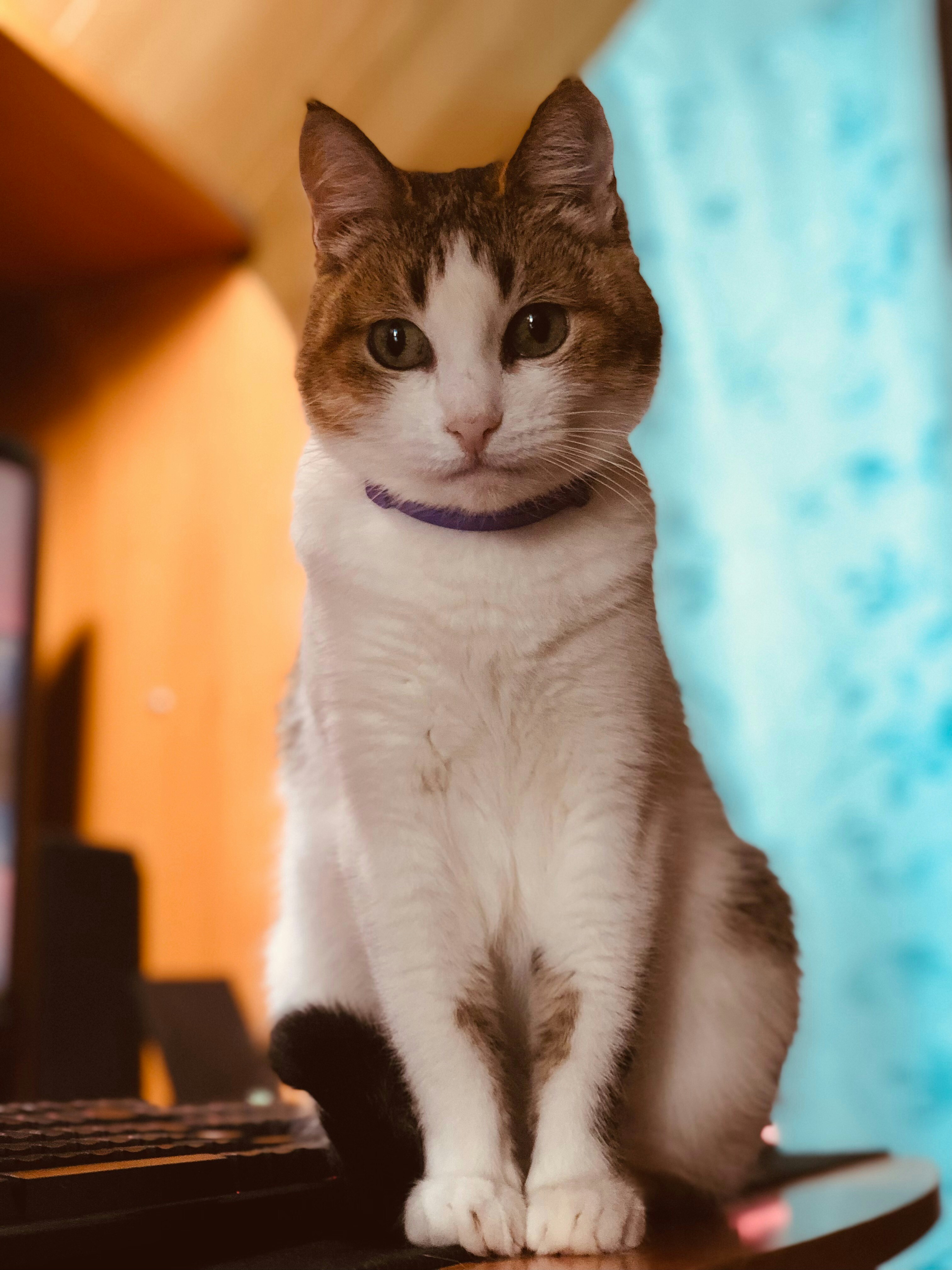 Centered Muse: A Calm Cat Gaze in Warm Indoor Light