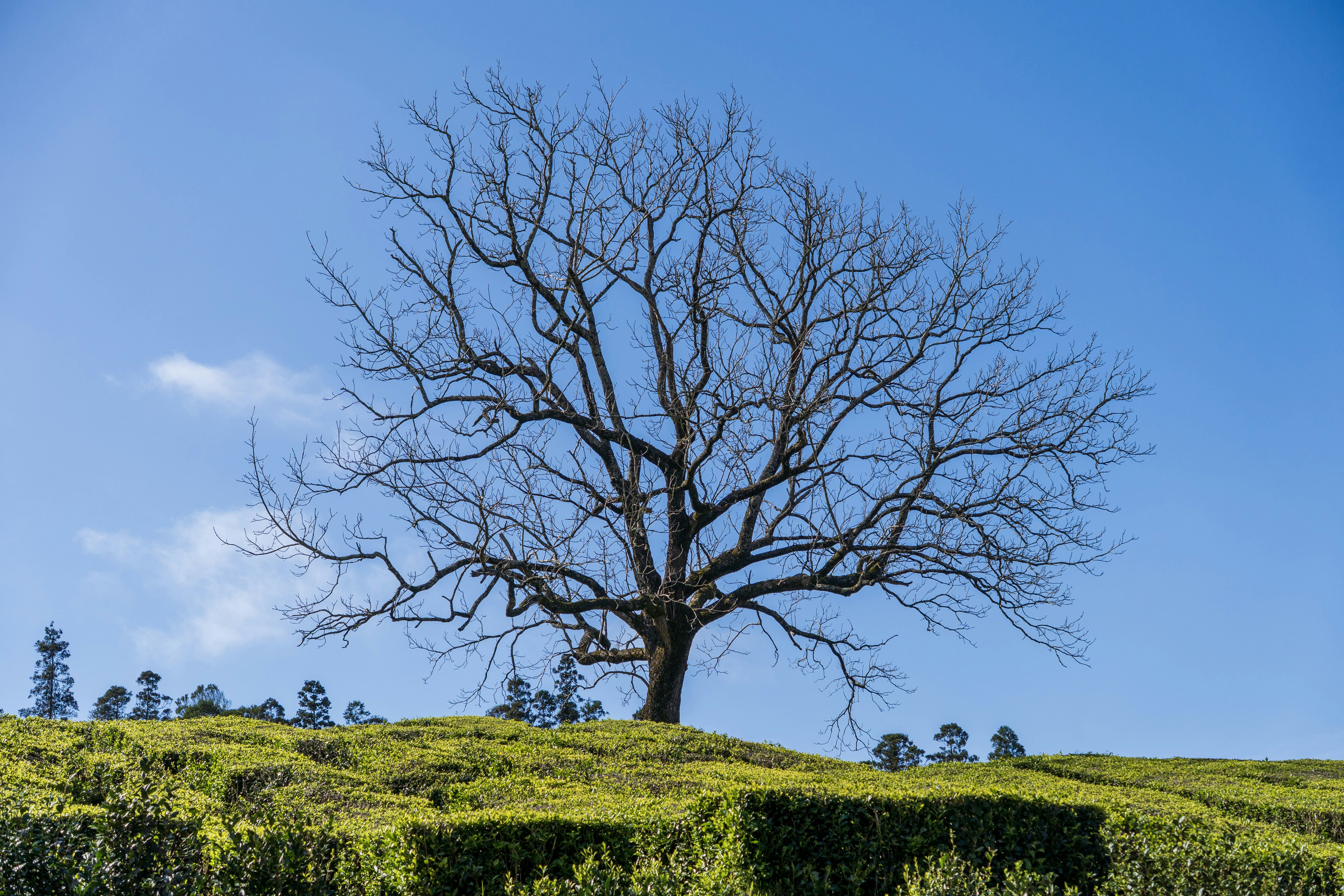 Lone Bare Tree Standing Over a Golden Meadow