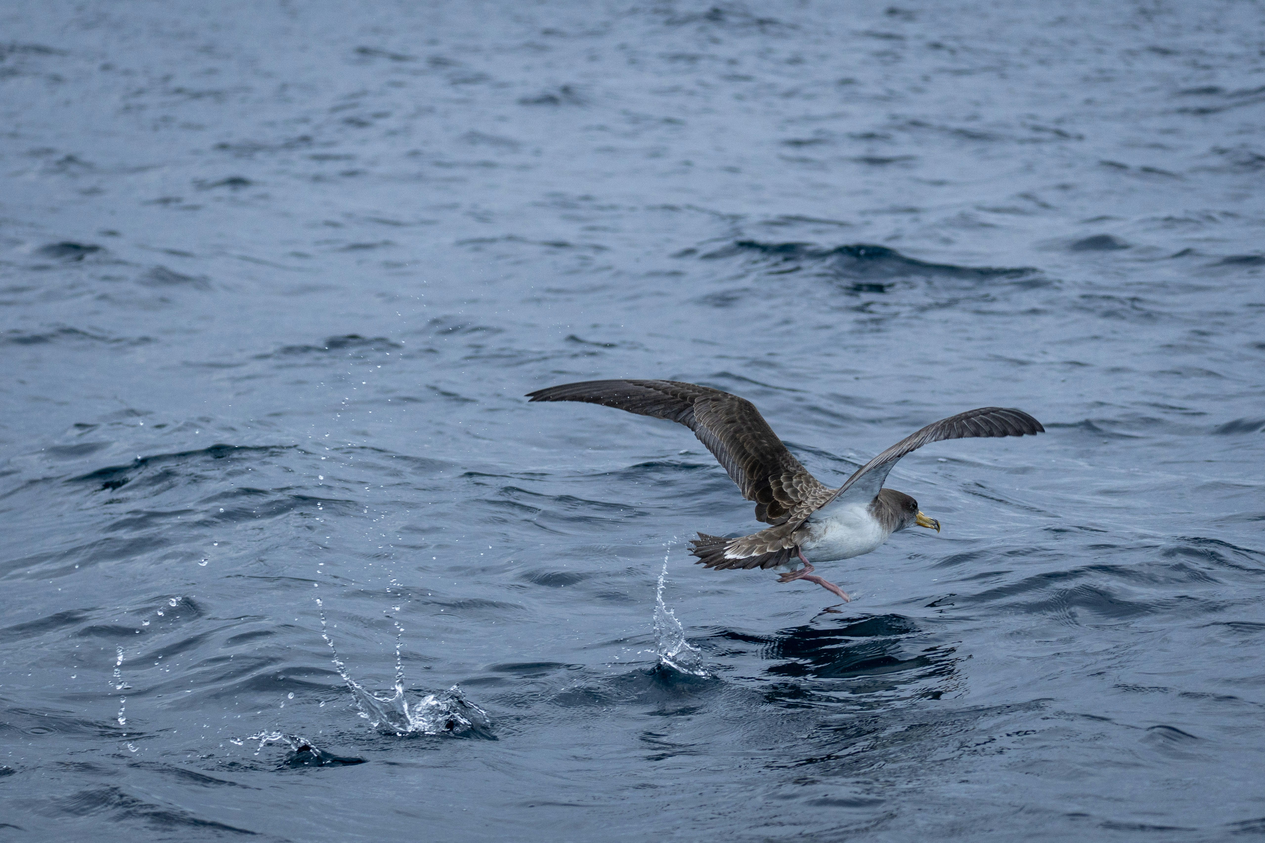 Wingbeat Moment: Seabird Takeoff Over Ocean Highlighting Ripples