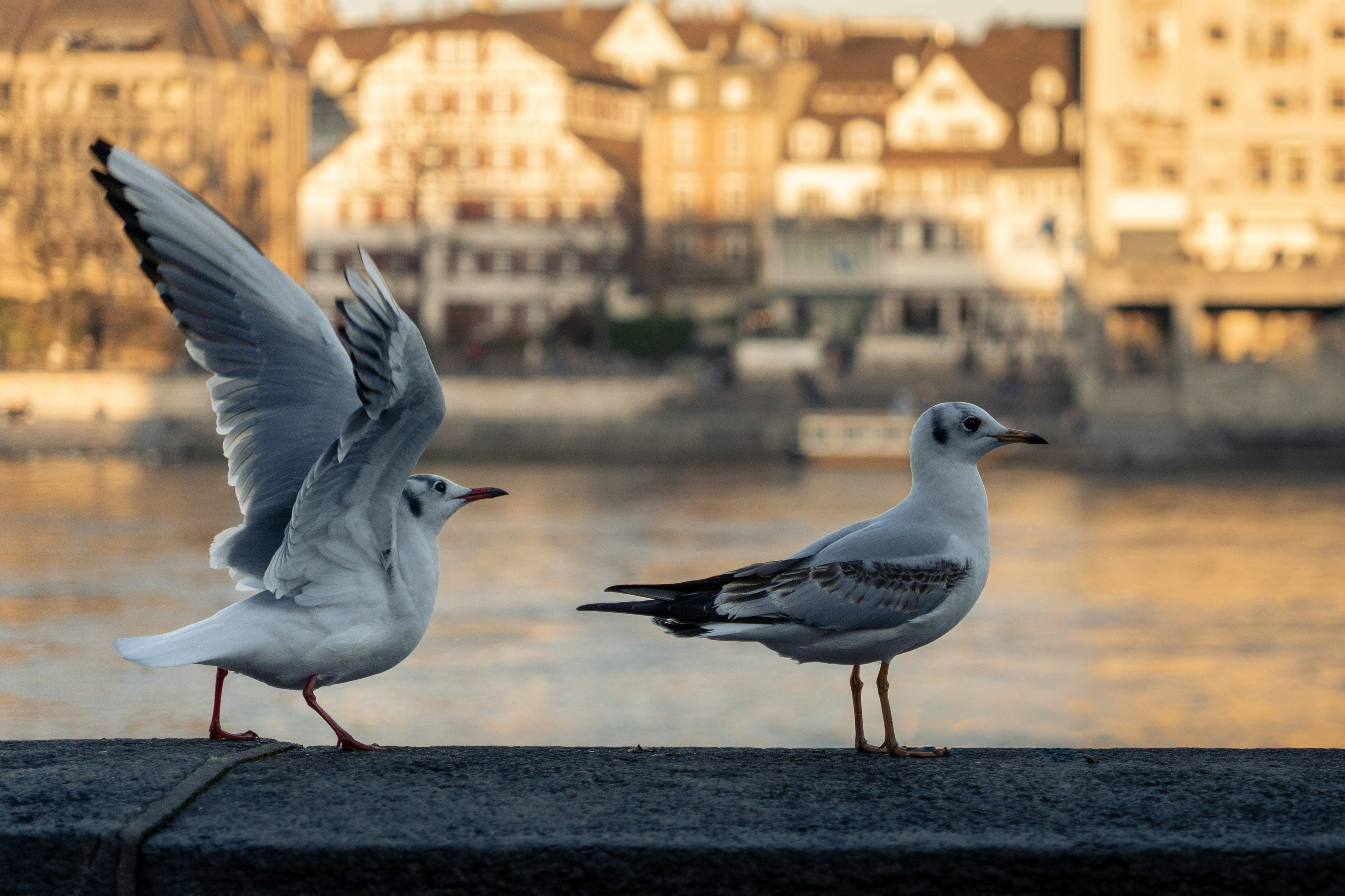Seagulls at the Waterfront: A Quiet Moment Above the Railing