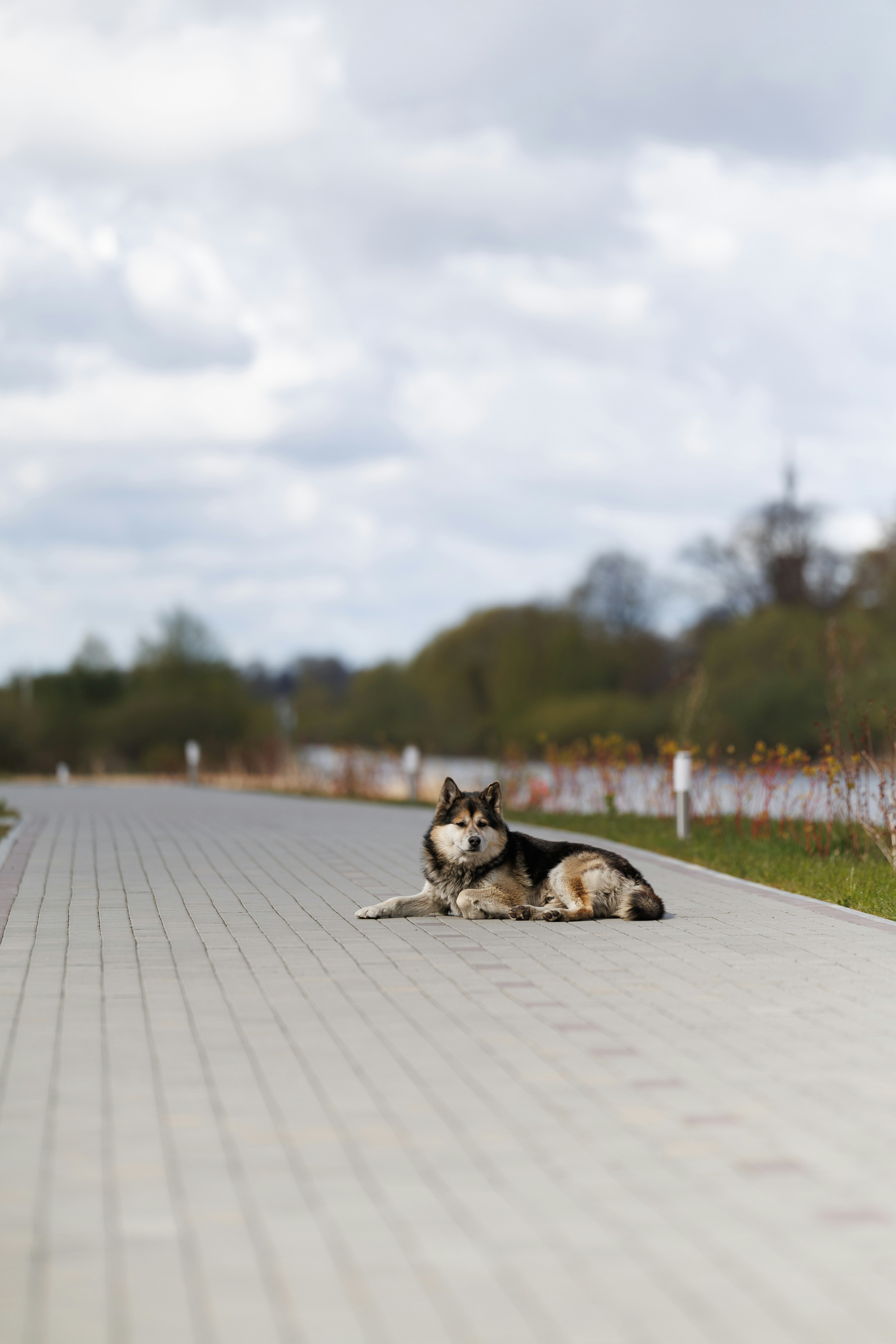 Lone Husky on a Quiet Park Path