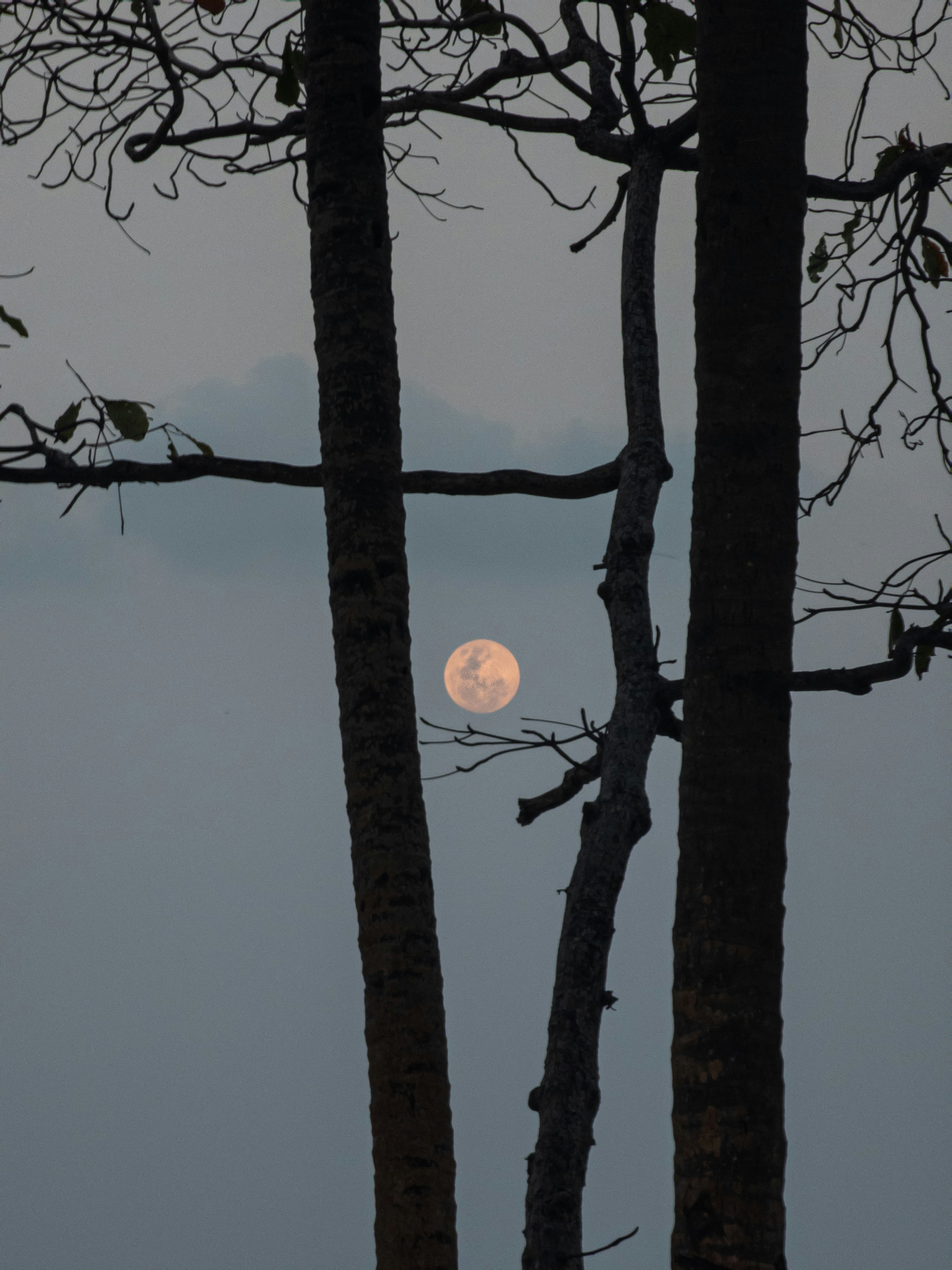 Moonrise Between Silent Sentinels: A Night Among Tall Trees