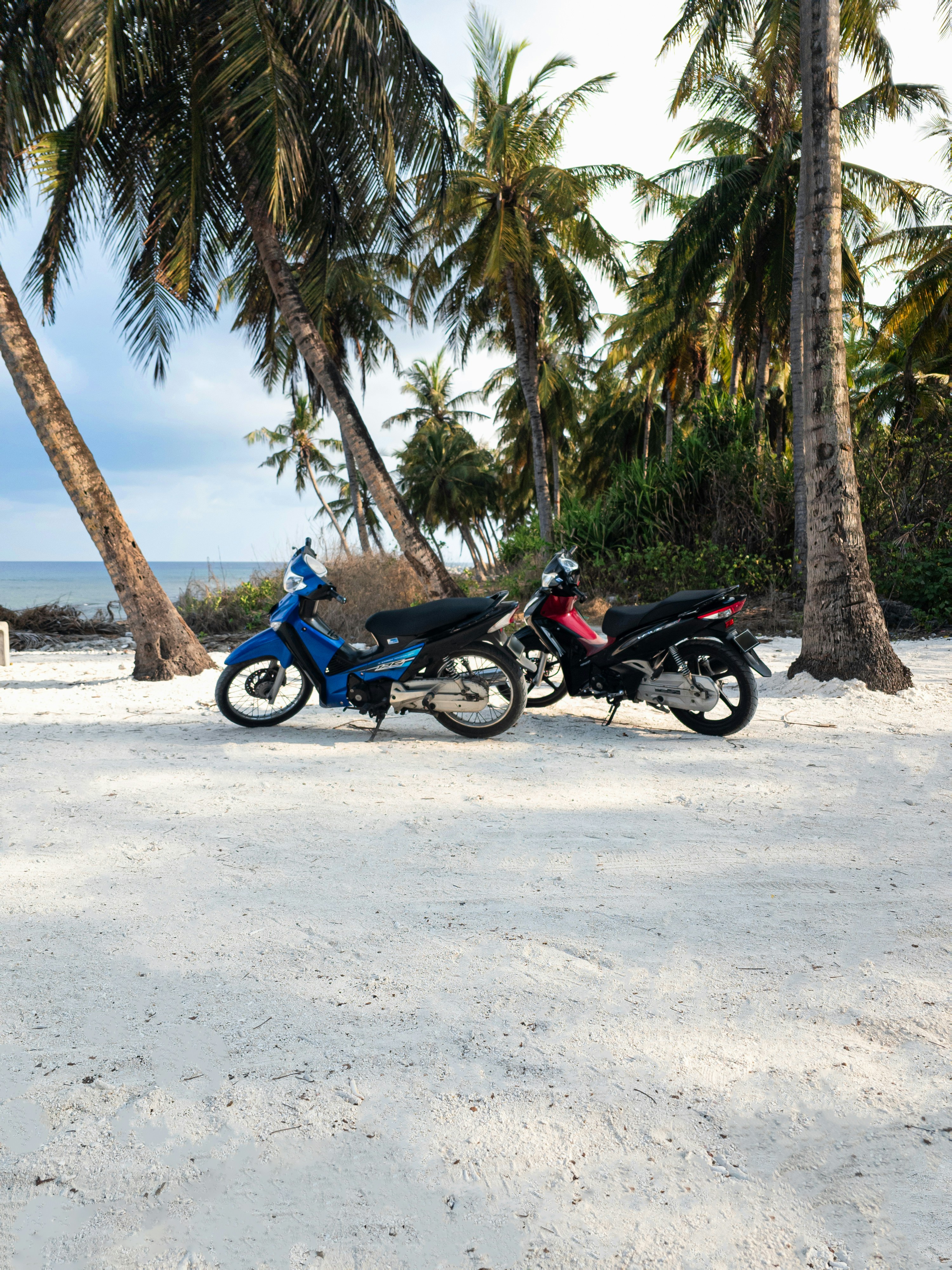 Twin Scooters under a Palm Alley by the Sea