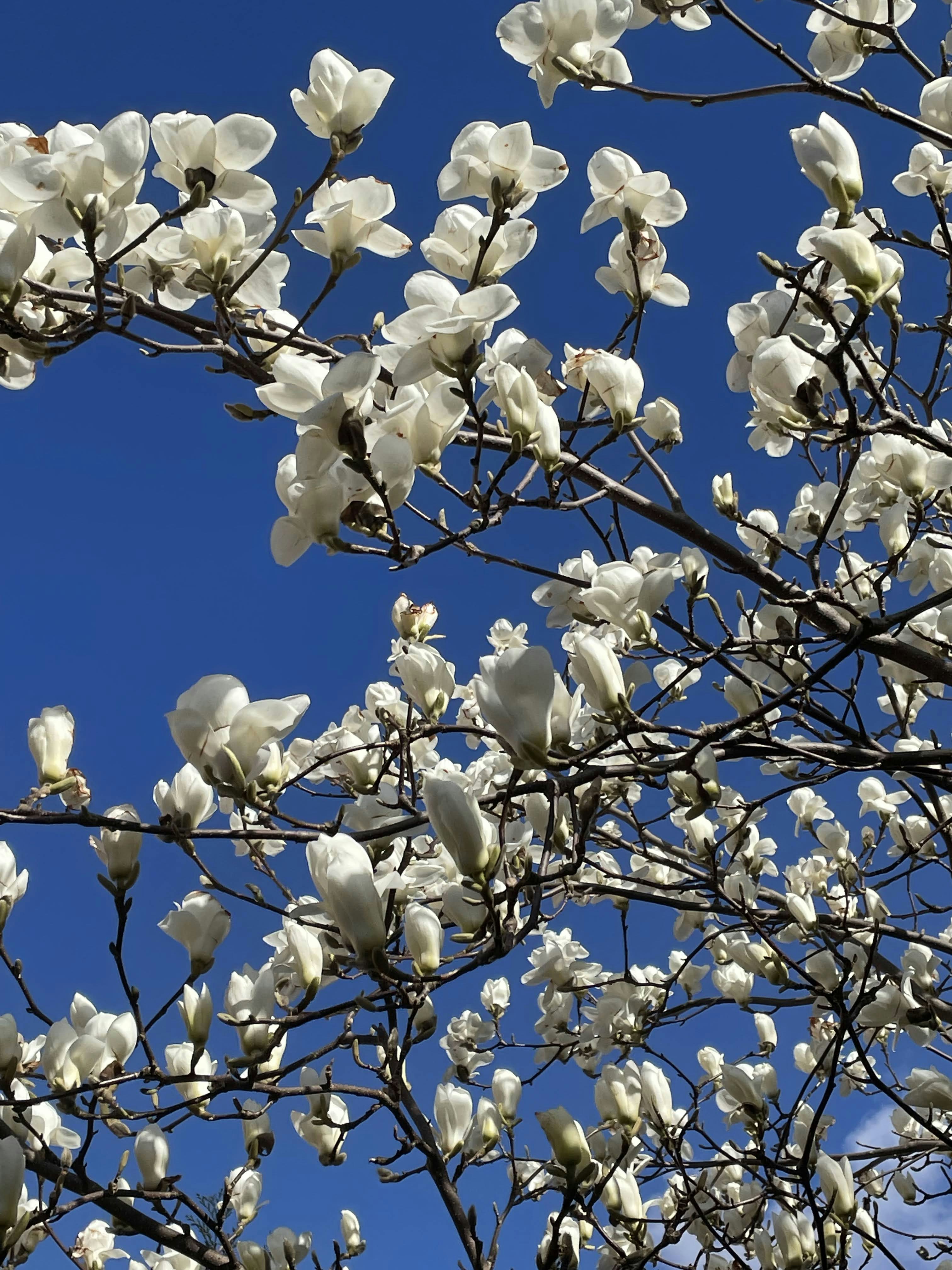 Blue Sky Bloom: Magnolia Branches Reaching for Spring Light