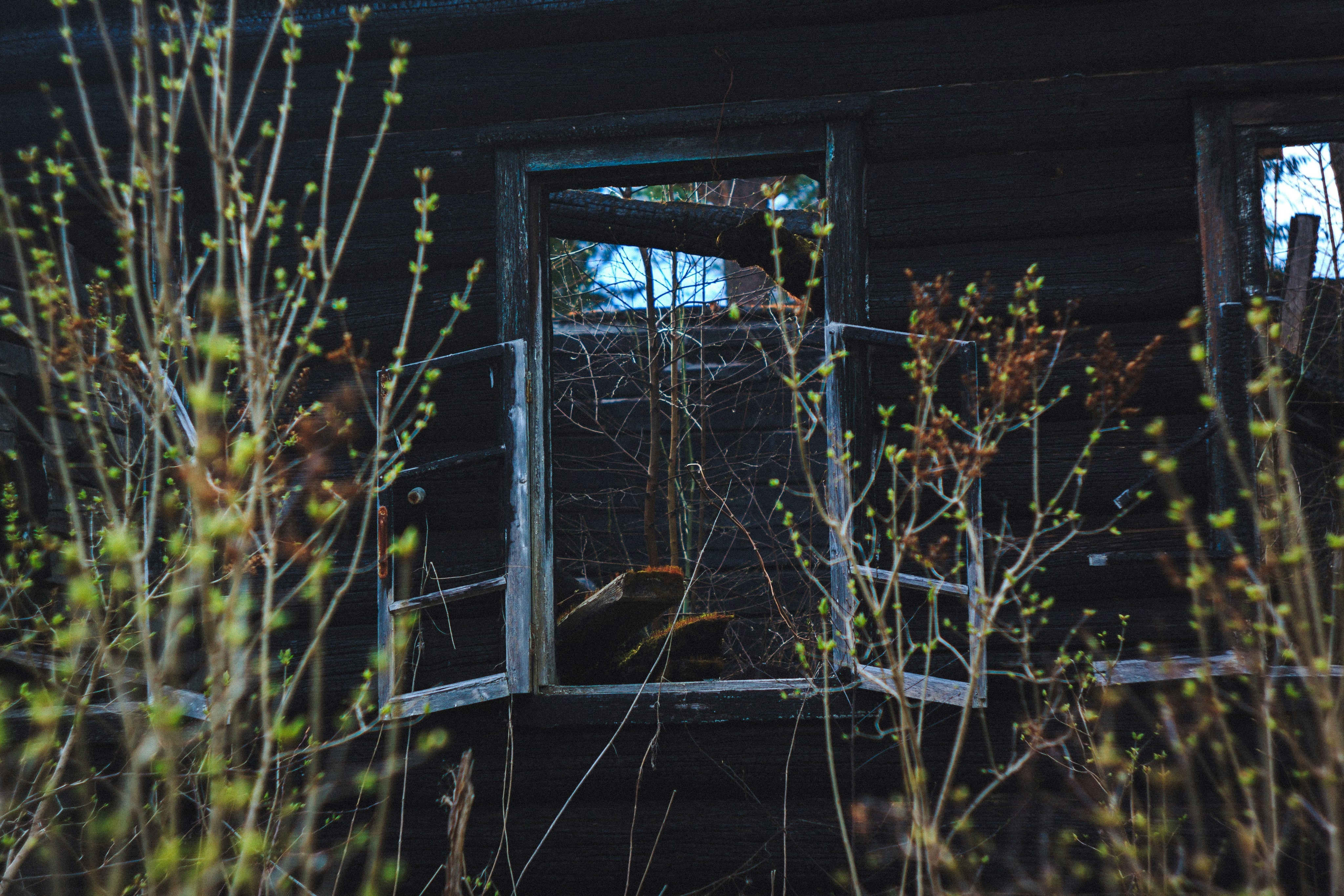 Hidden Cabin Window: Ferns in Focus