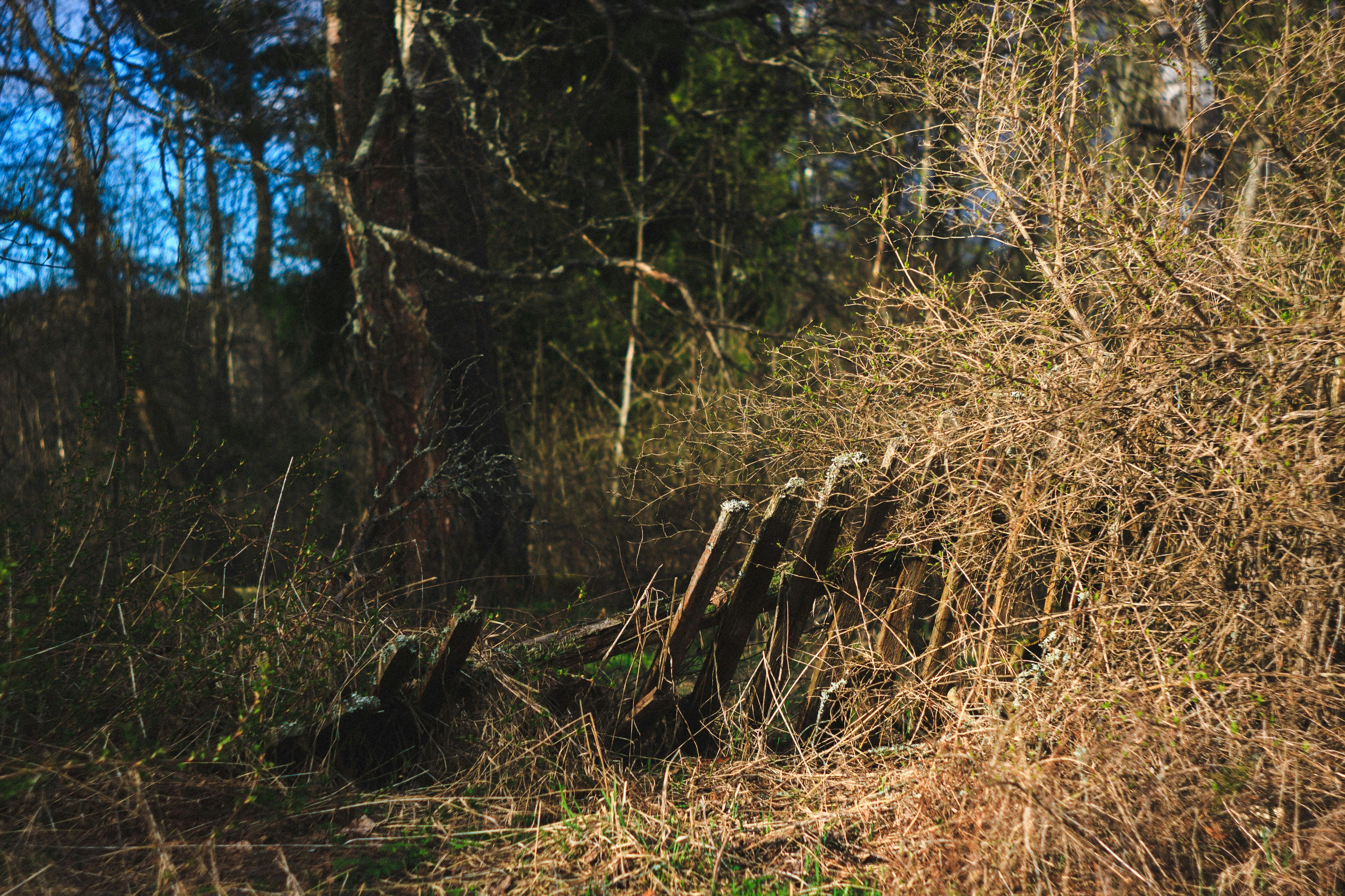 A Weathered Fence Wedges Through a Tangled Bushland
