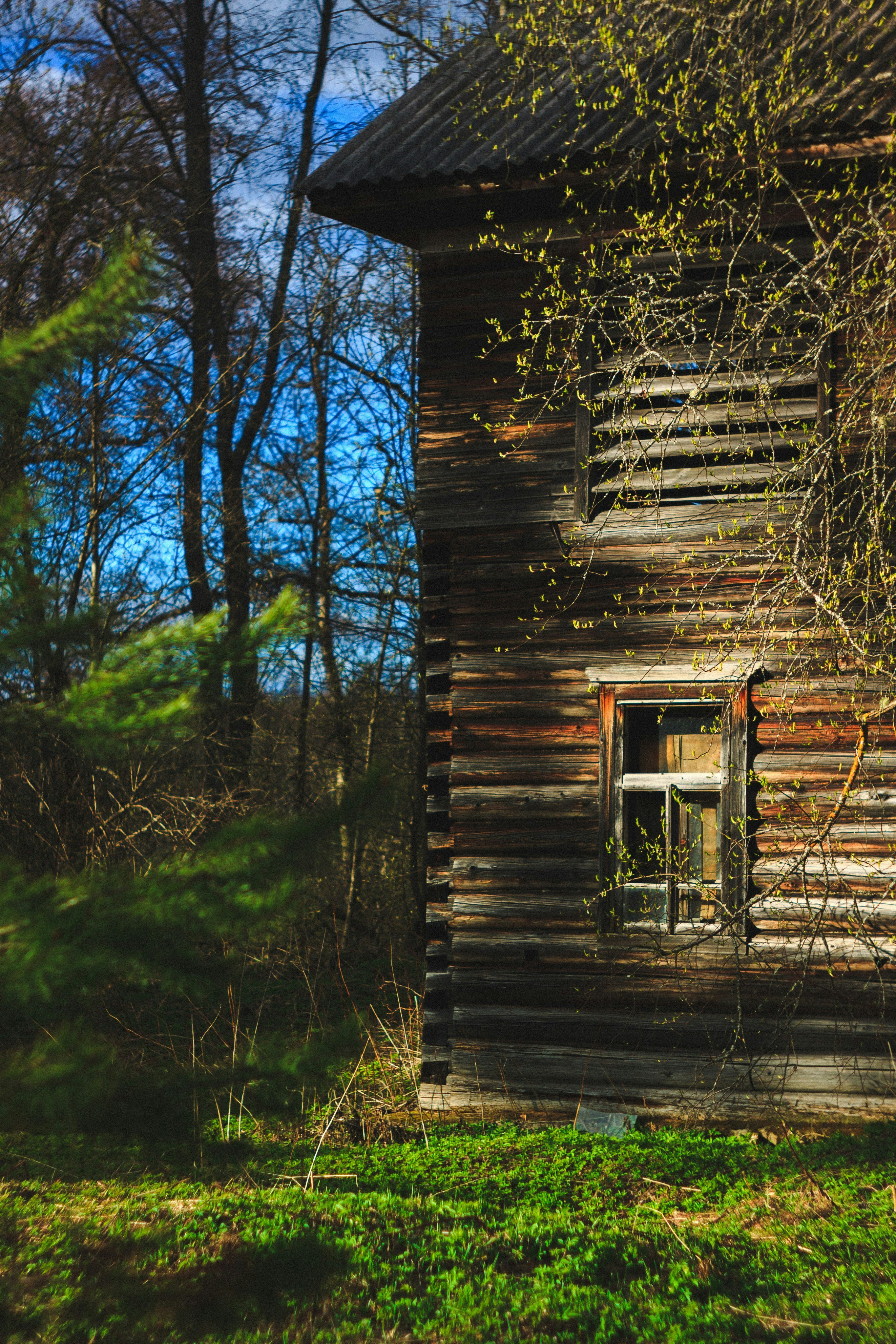 Abandoned Wooden Cottage Reclaimed by Spring