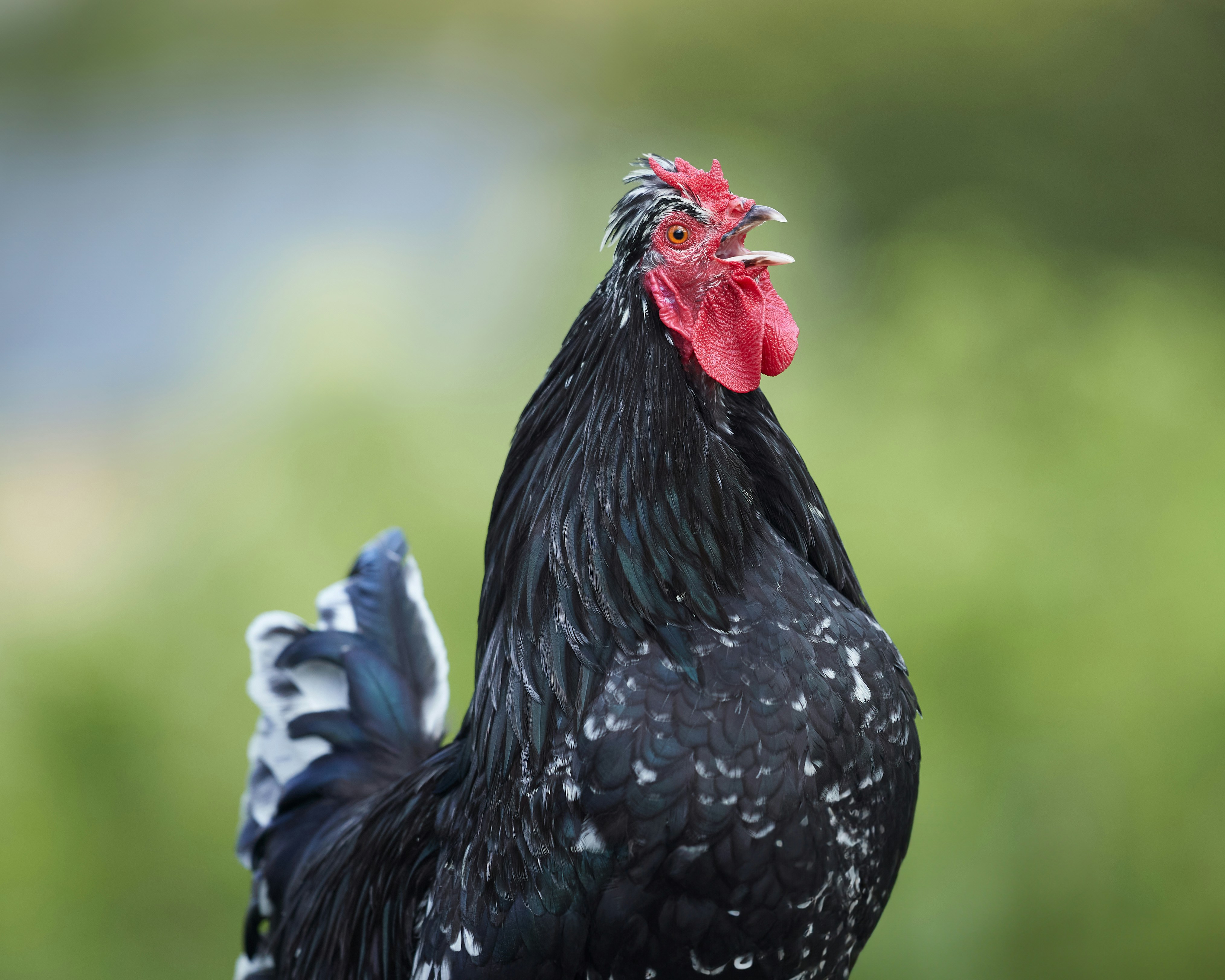 Majestic Black Crest: A Rooster's Alert Pose Against a Soft Green Backdrop