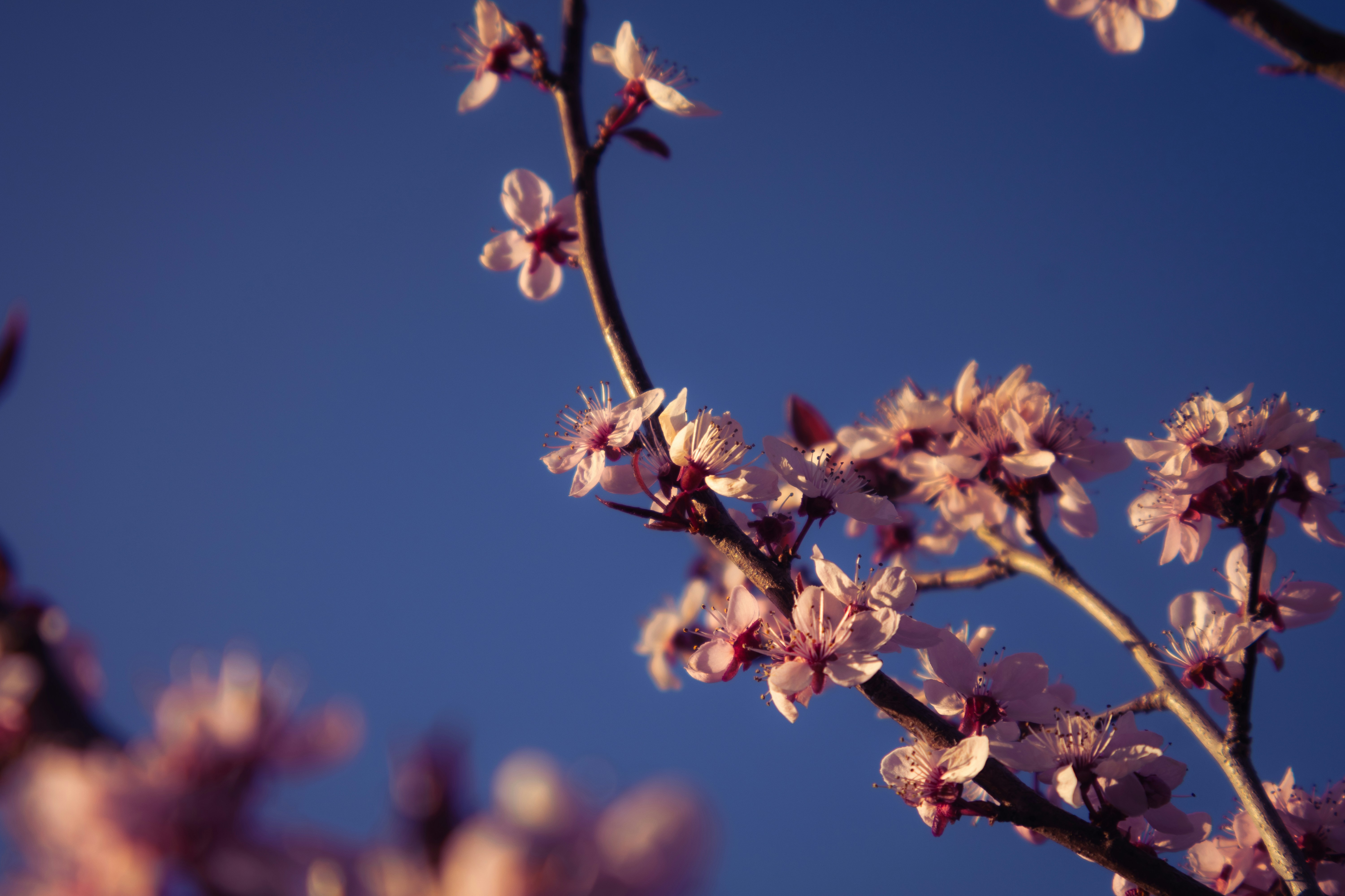 Blossoms Against a Clear Blue: a Sunlit Branch in Focus
