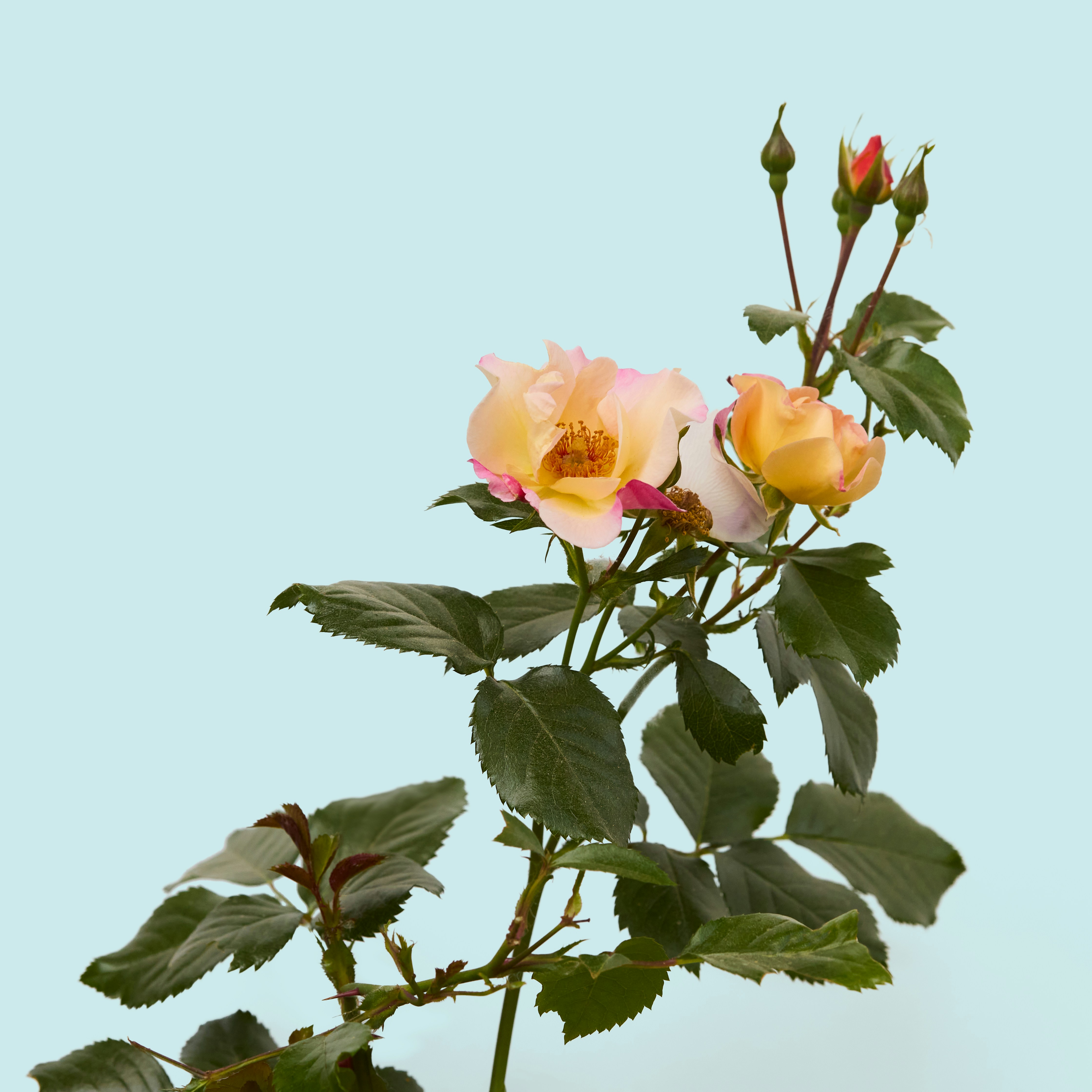 Peach-Petal Rose Cluster on a Pale Mint backlit canvas