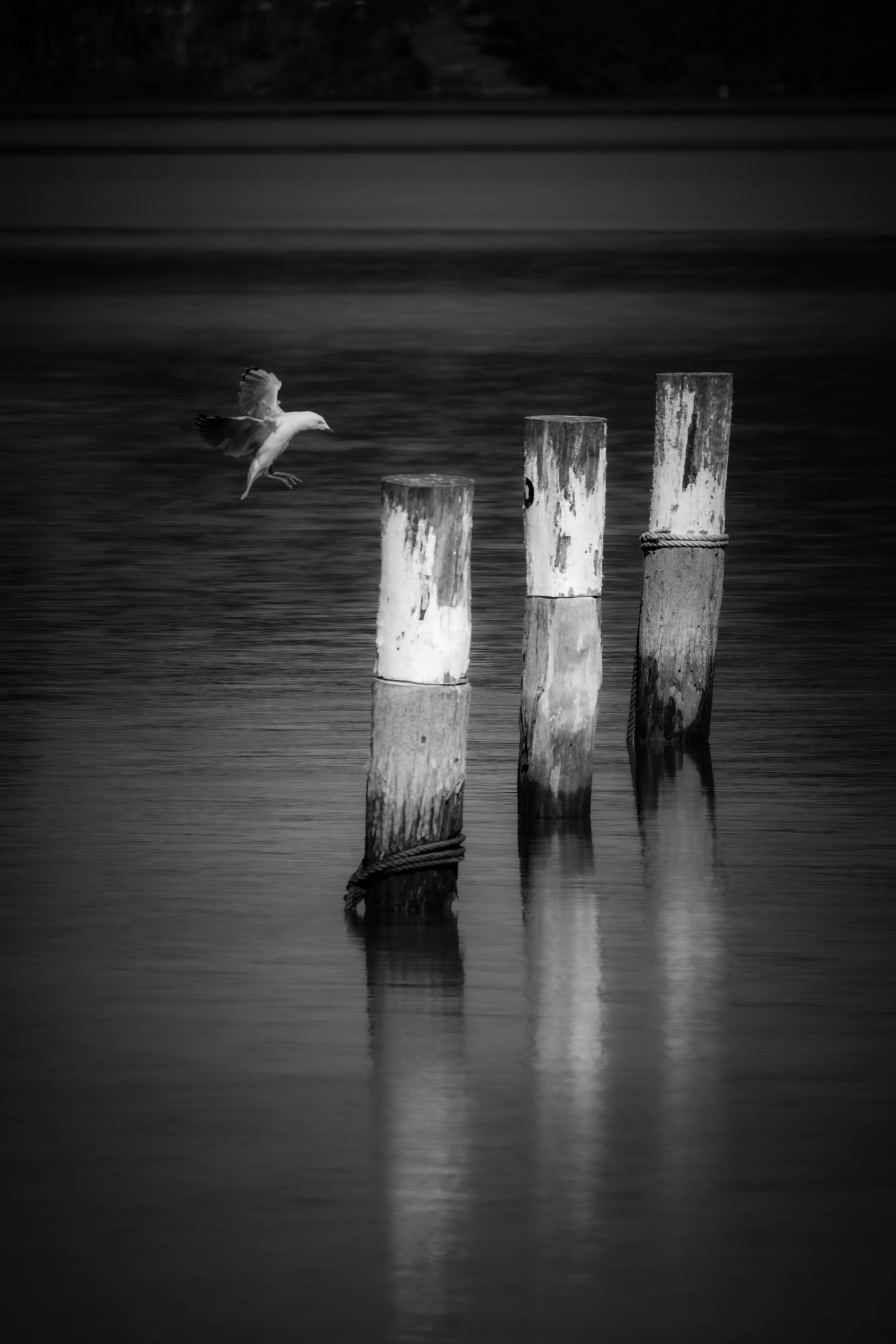 Droplets of Silence: A Seabird in Transit by Weathered Pylons