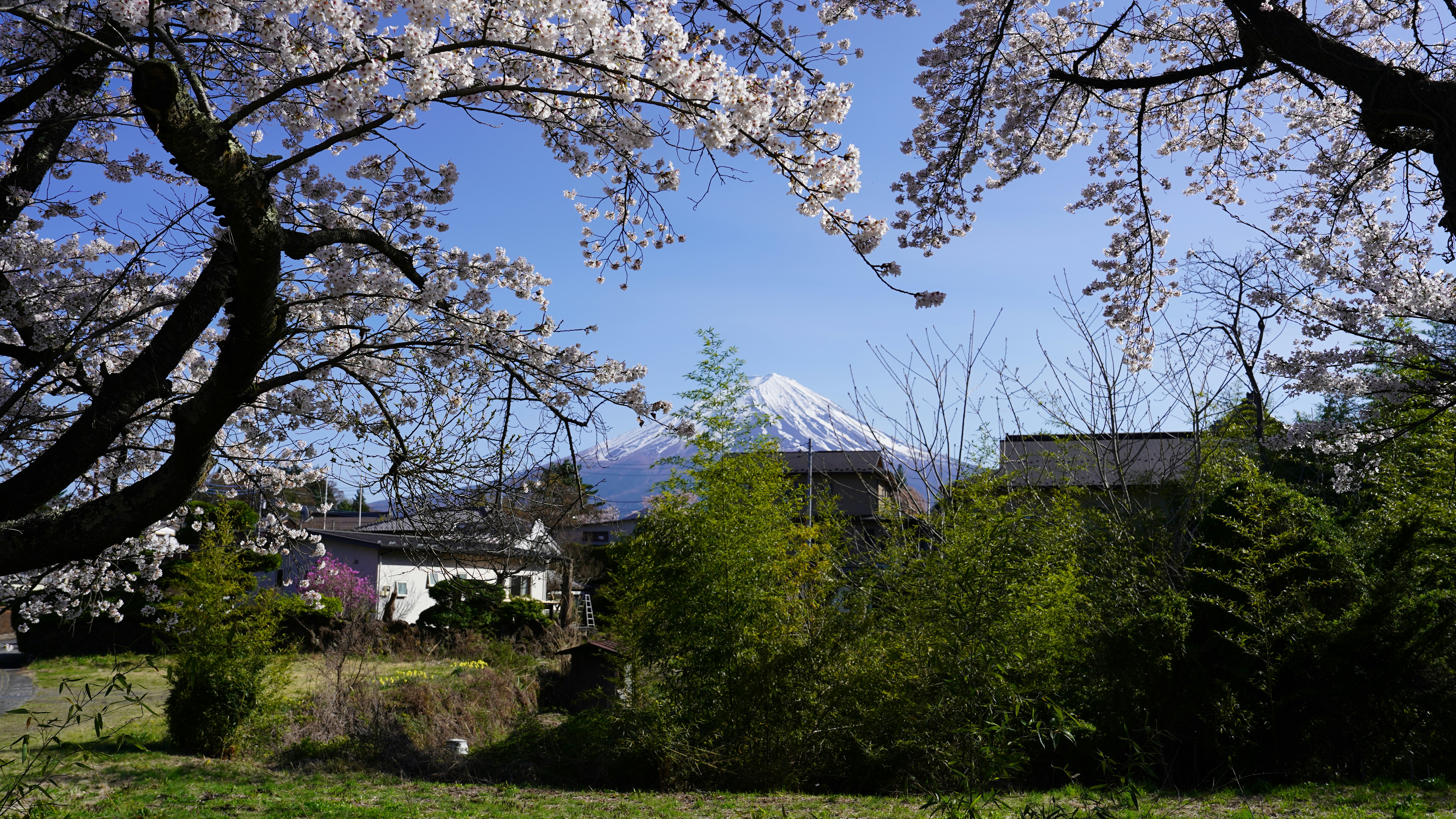 Snow-Capped Peak Framed by Spring Blossoms