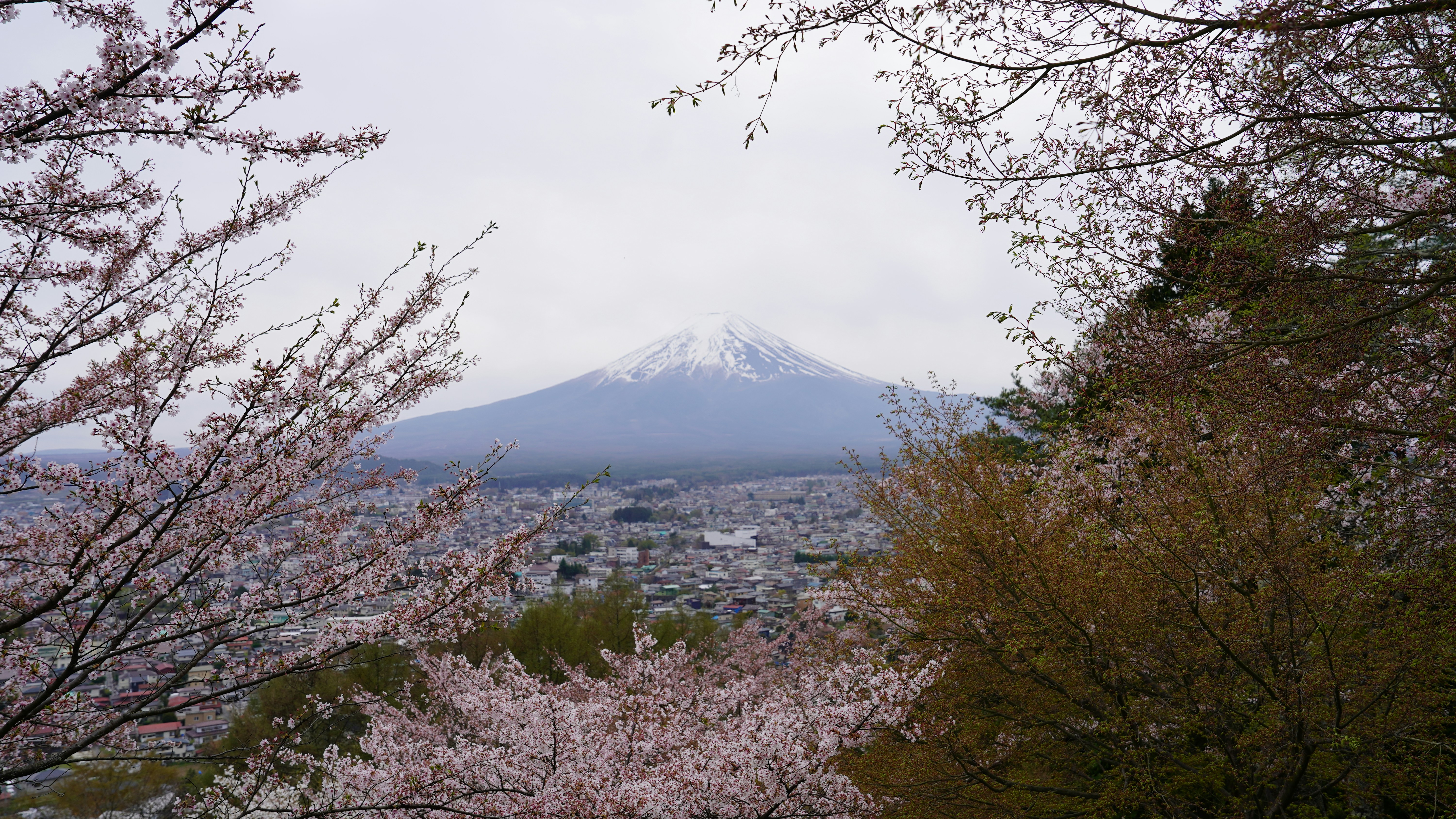 Blossoms Framing a Snow- capped Peak Over a Quiet Town