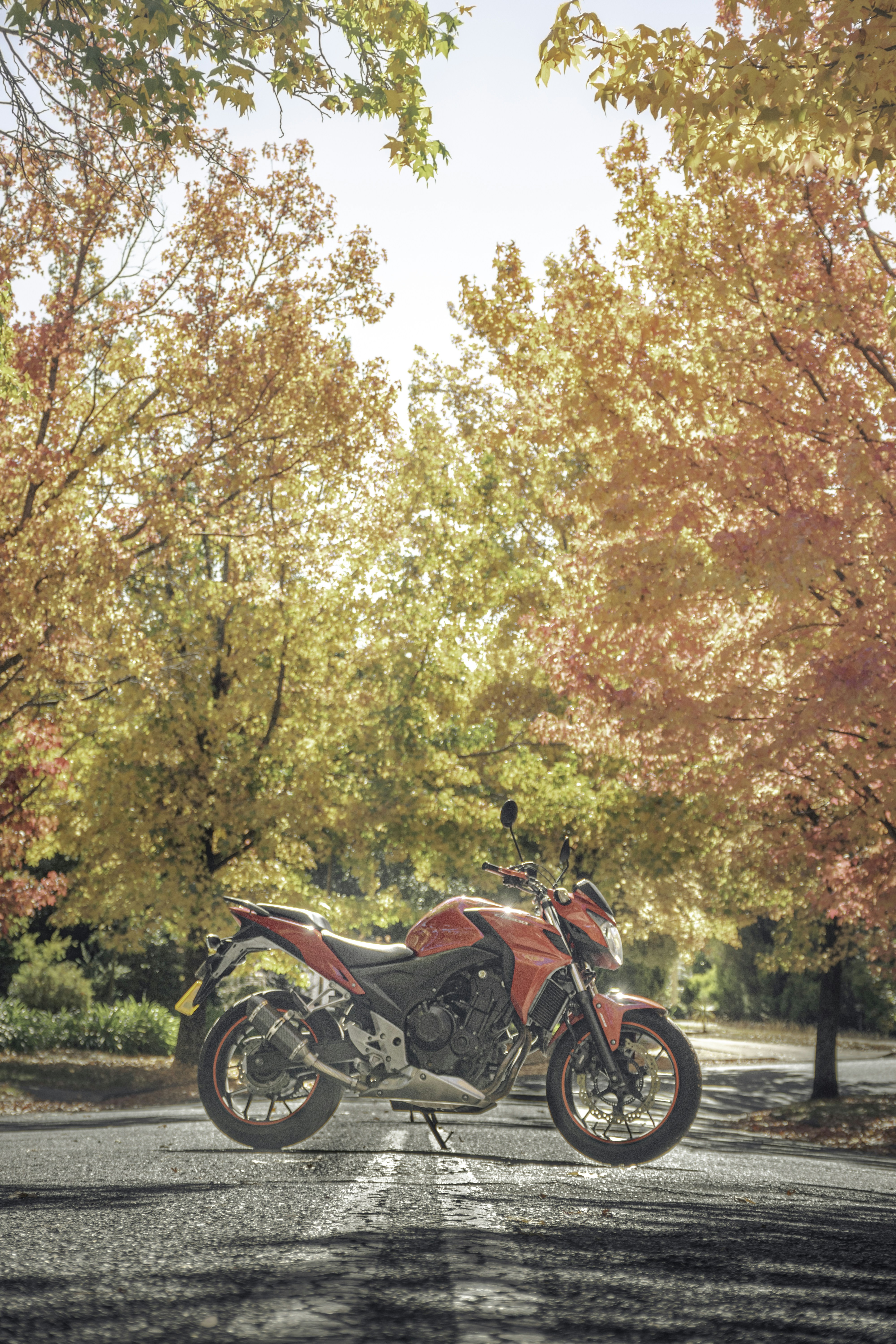 Crimson Street Rider Amid Autumn Fire