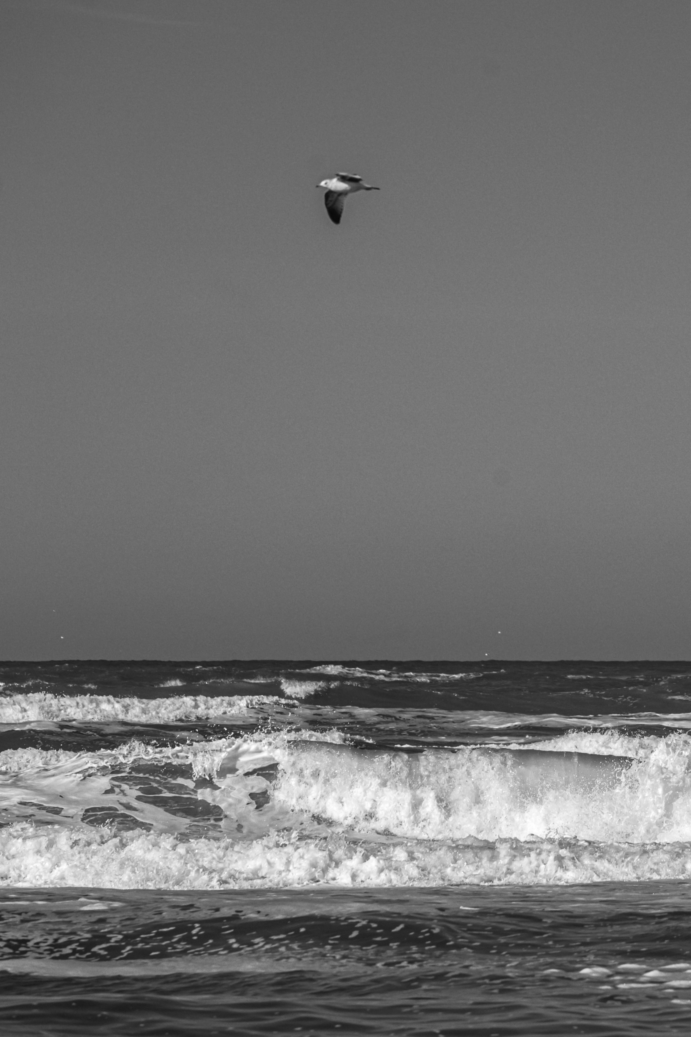 Soaring Gull Above the Rim of a Quiet Sea
