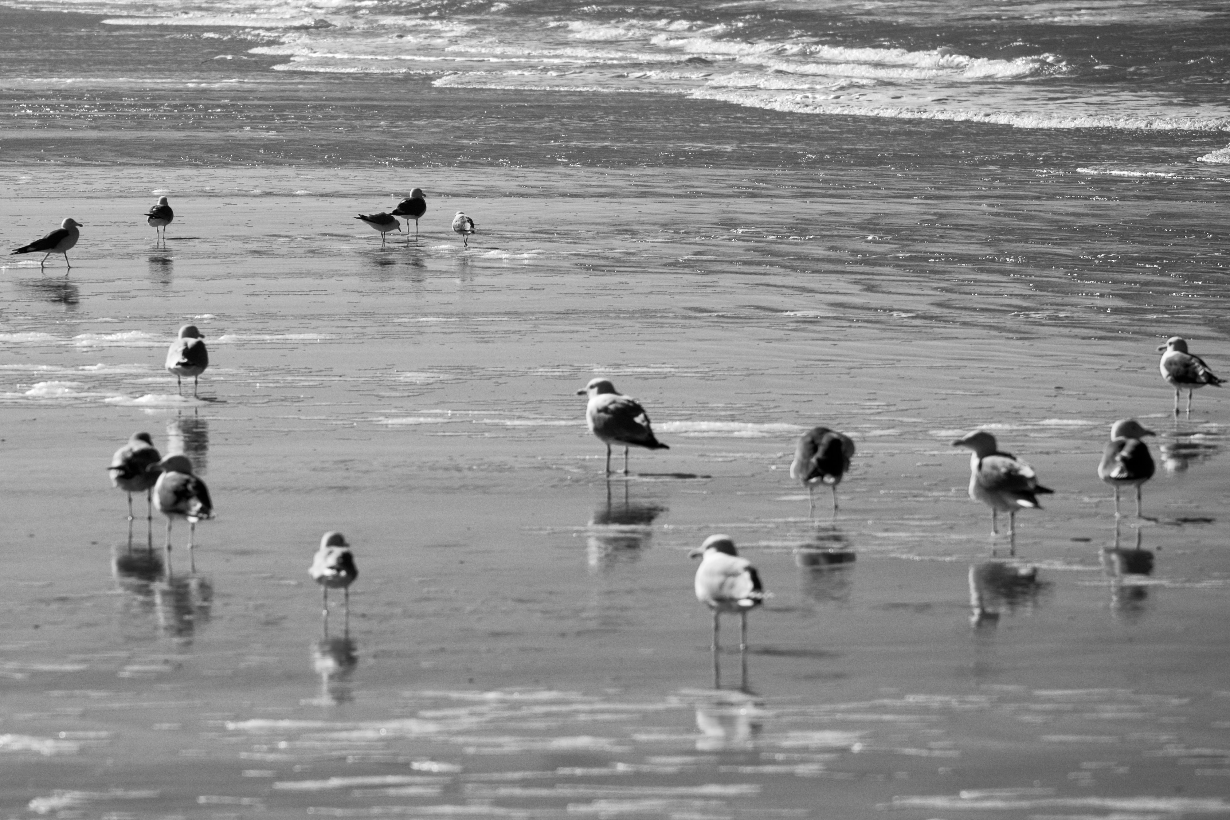 Shoreline Squadron: Seabirds on the Quiet Wet Sand