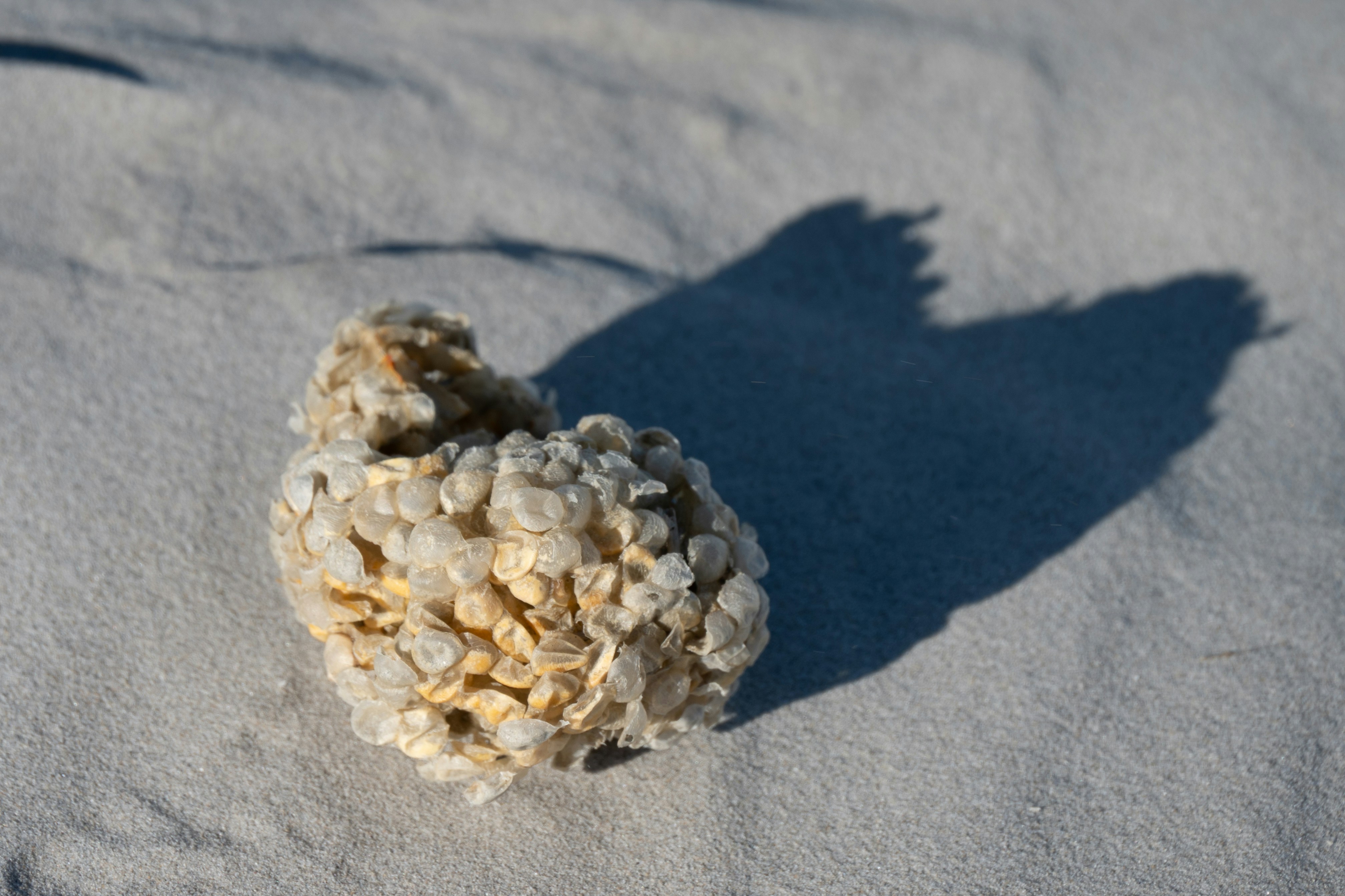Desert Coral on Dune: A Quiet Moment in Sand