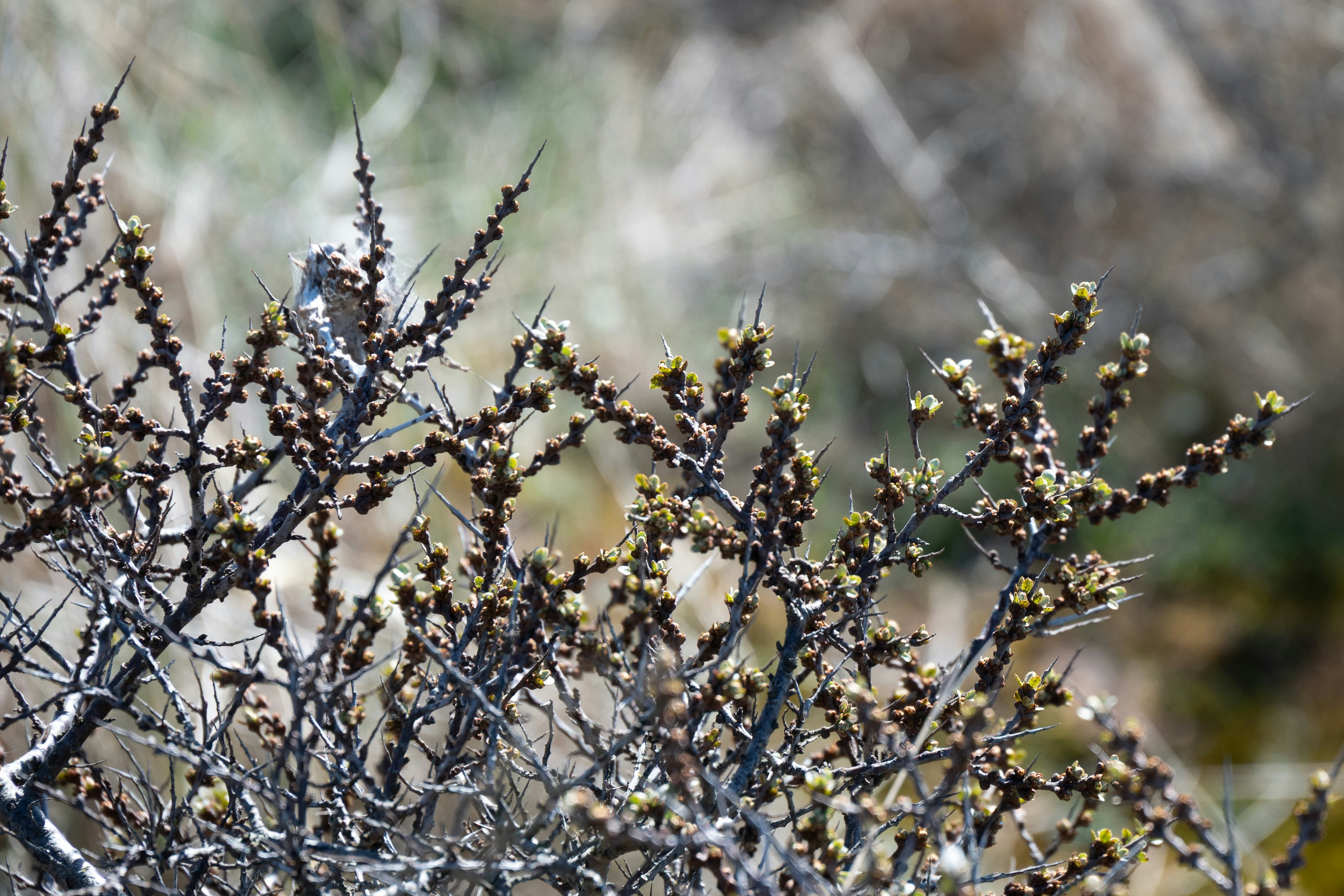 Winter Branches in Focus: Tiny Buds Amid Gnarled Twigs