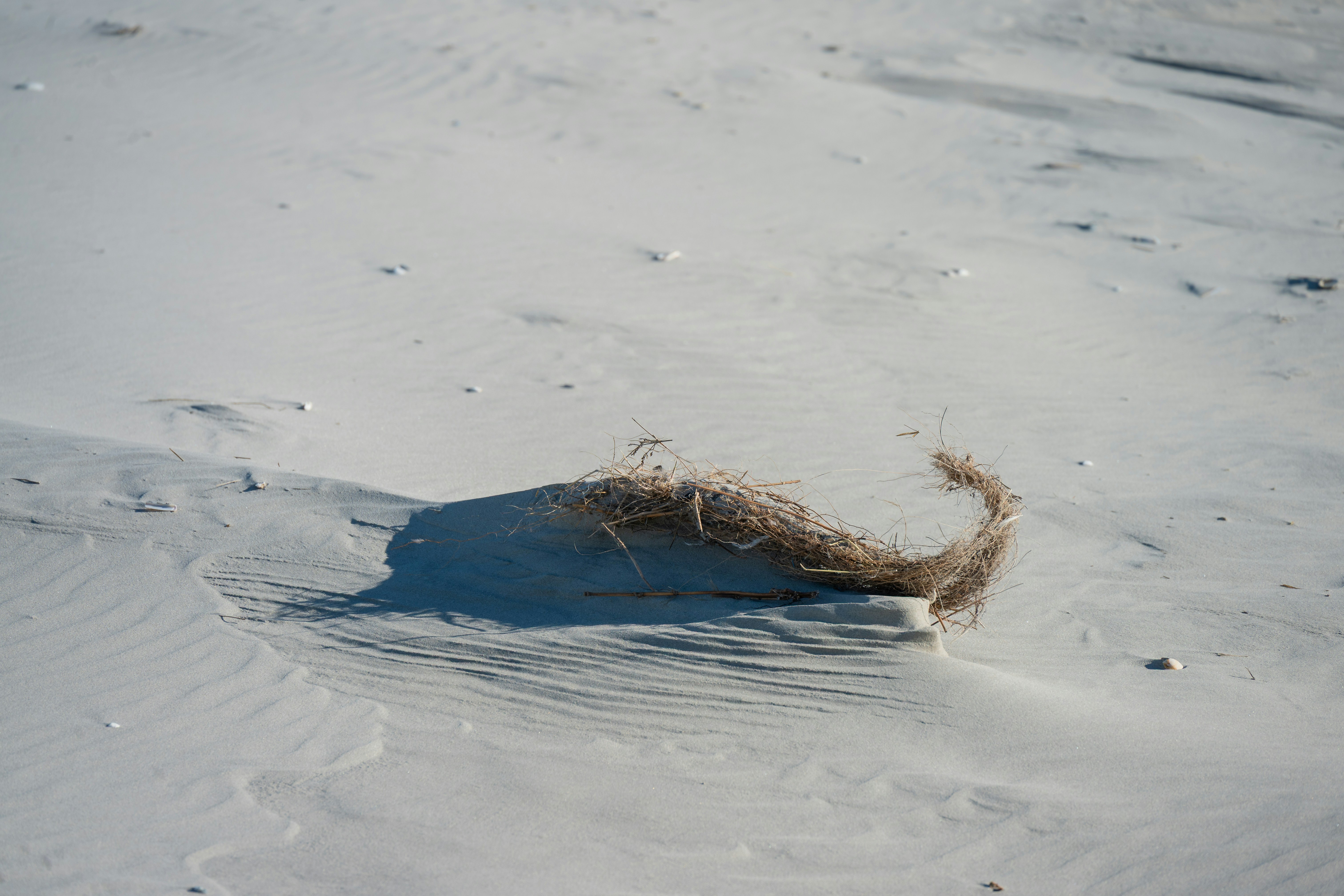 Wind-Sculpted Snow and Tussock: A Quiet Drift on Distant Shore
