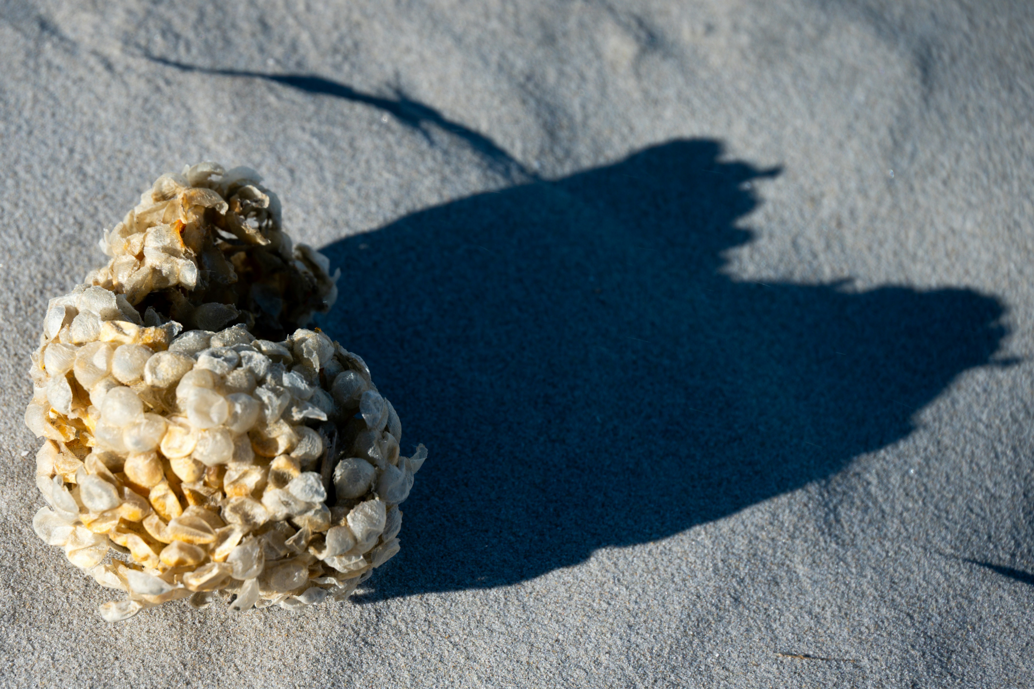 Desert Light: Shell Burrow on Smooth Sand and Its Quiet Shadow