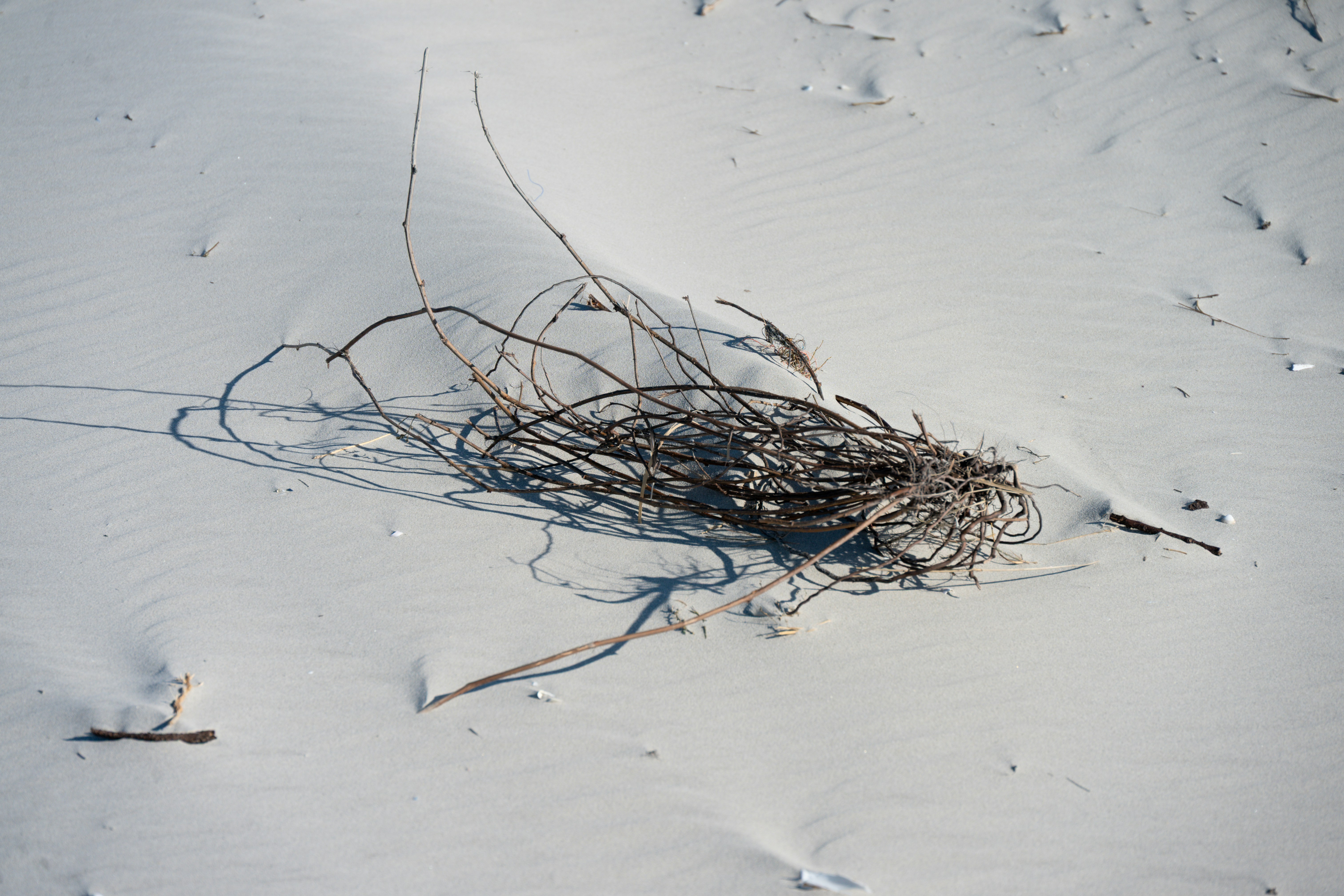 Deserted Strand’s Tangled Shadow