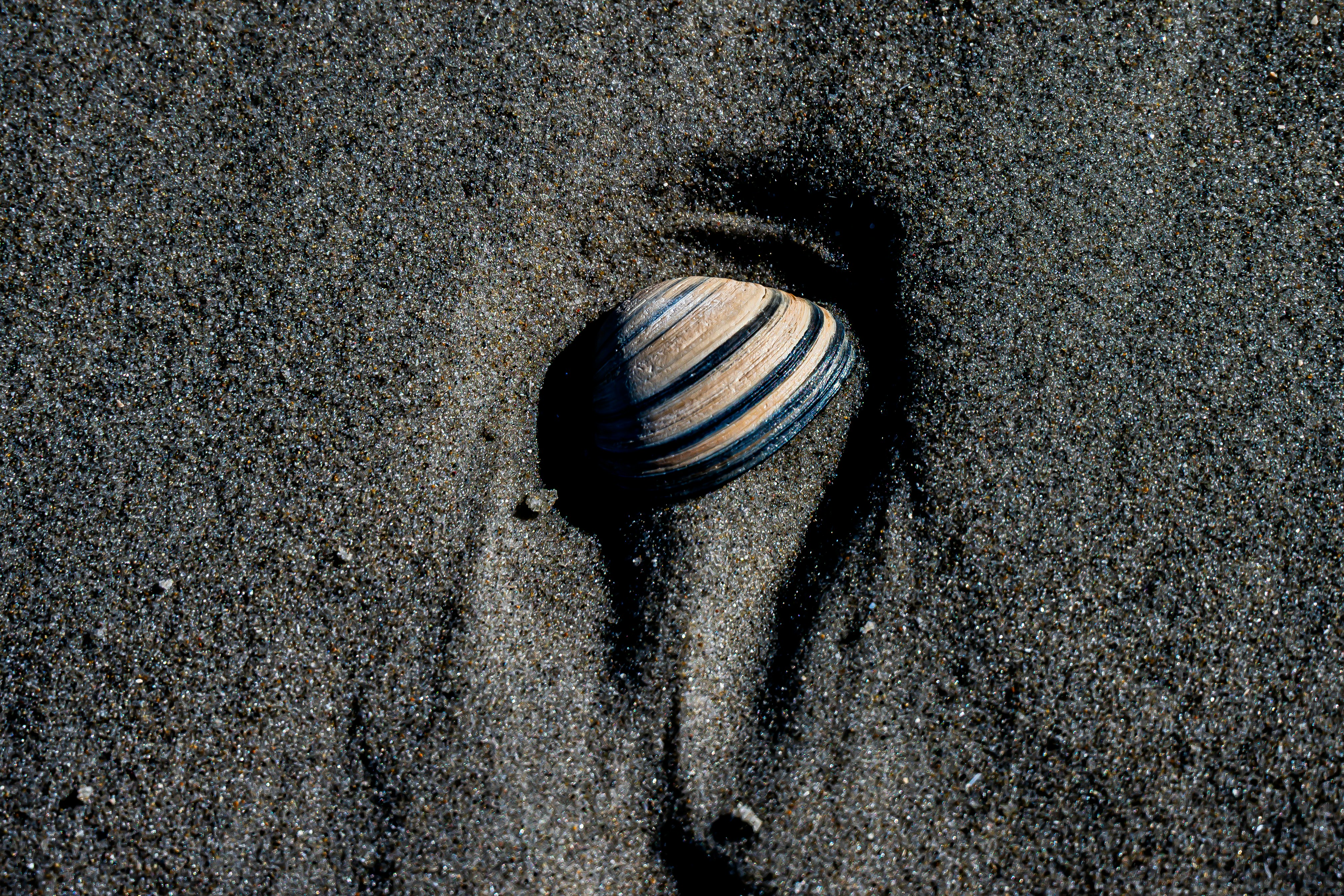 A solitary shell anchors the rippled shore at dusk
