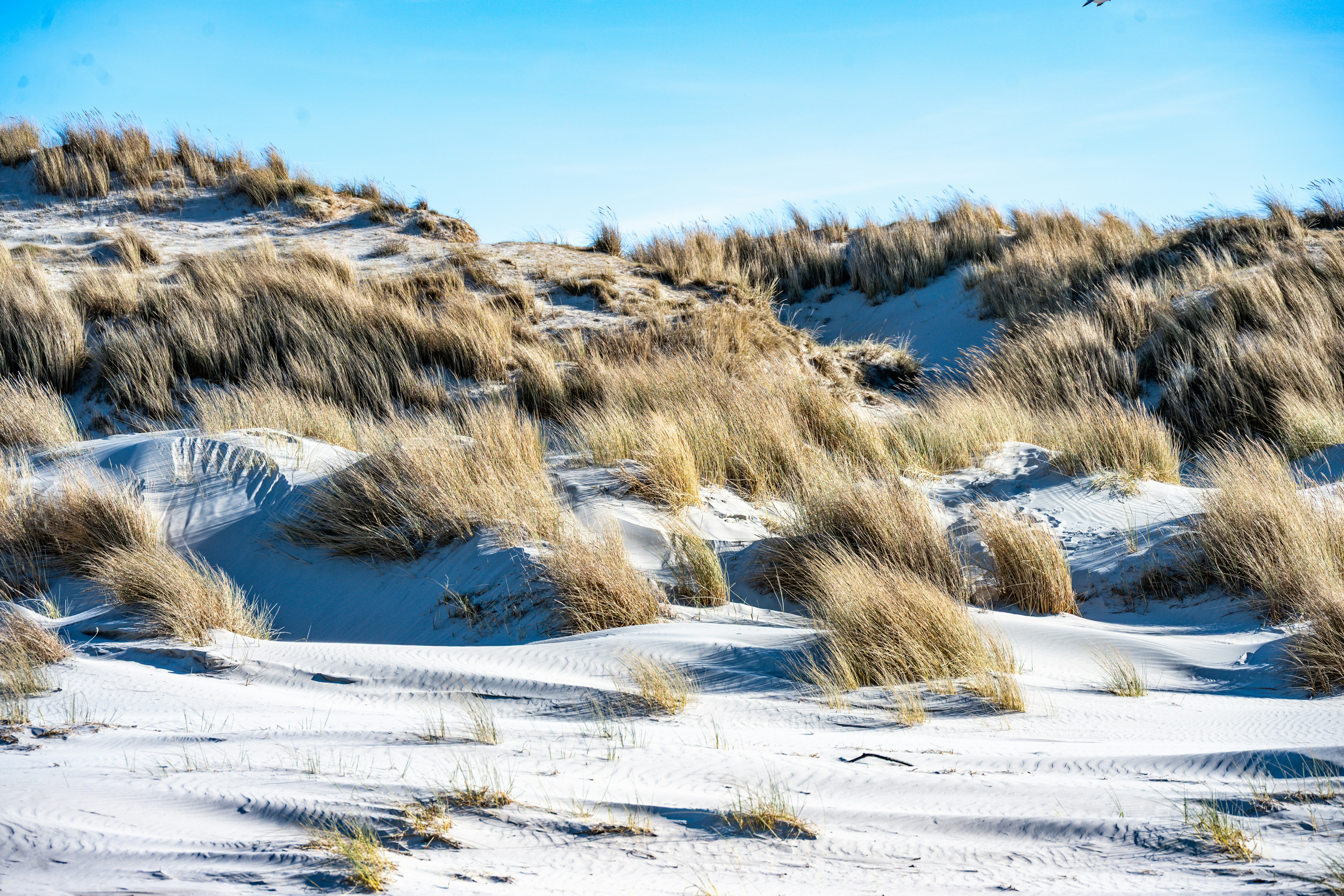Dune Tapestry: Sunlit Grass on Quiet Sand
