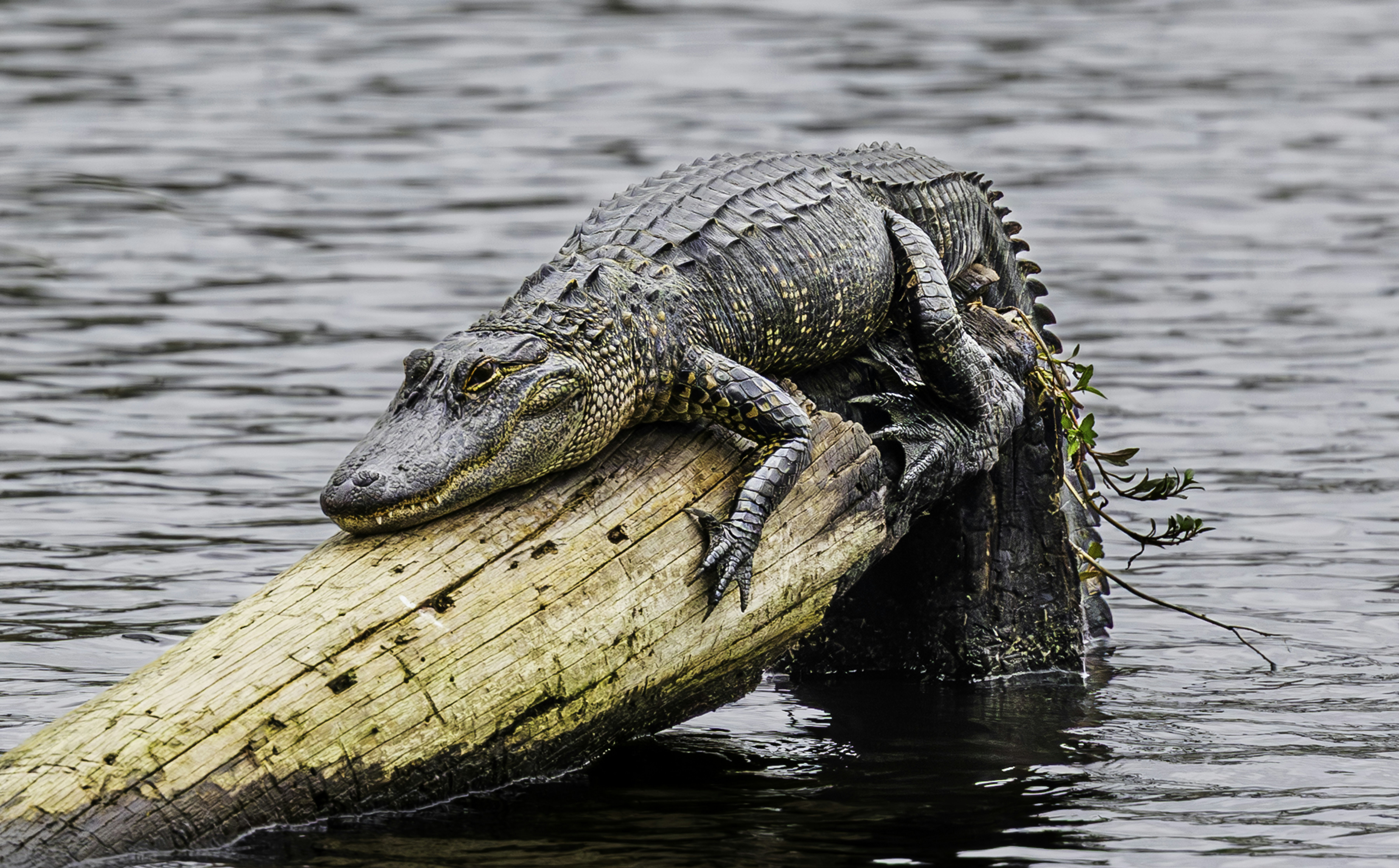 Alligator Sunbathing on a Log: Quiet Power by the Water