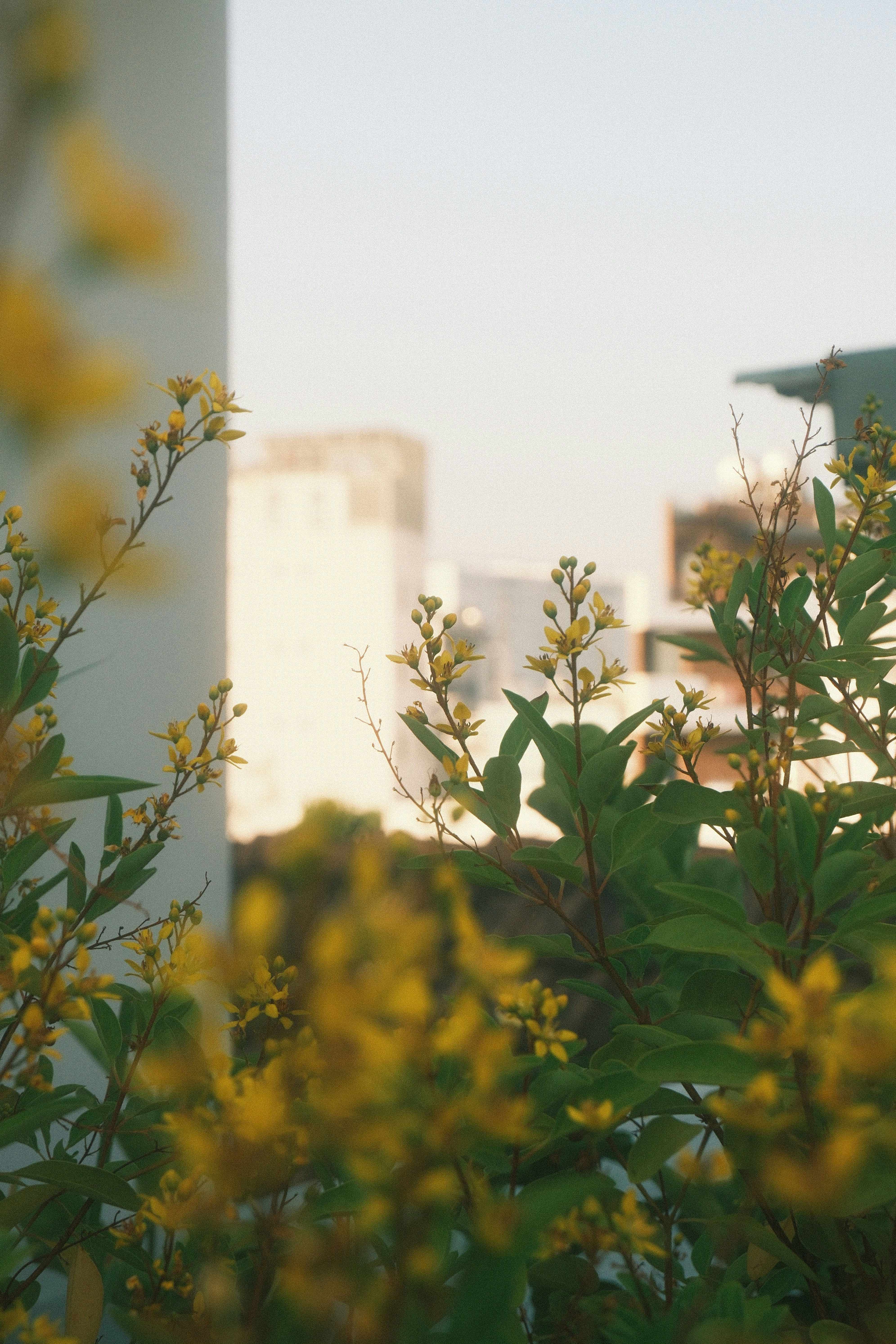 Urban Rooftop Gold: Yellow Blossoms Framing a Quiet City Hour