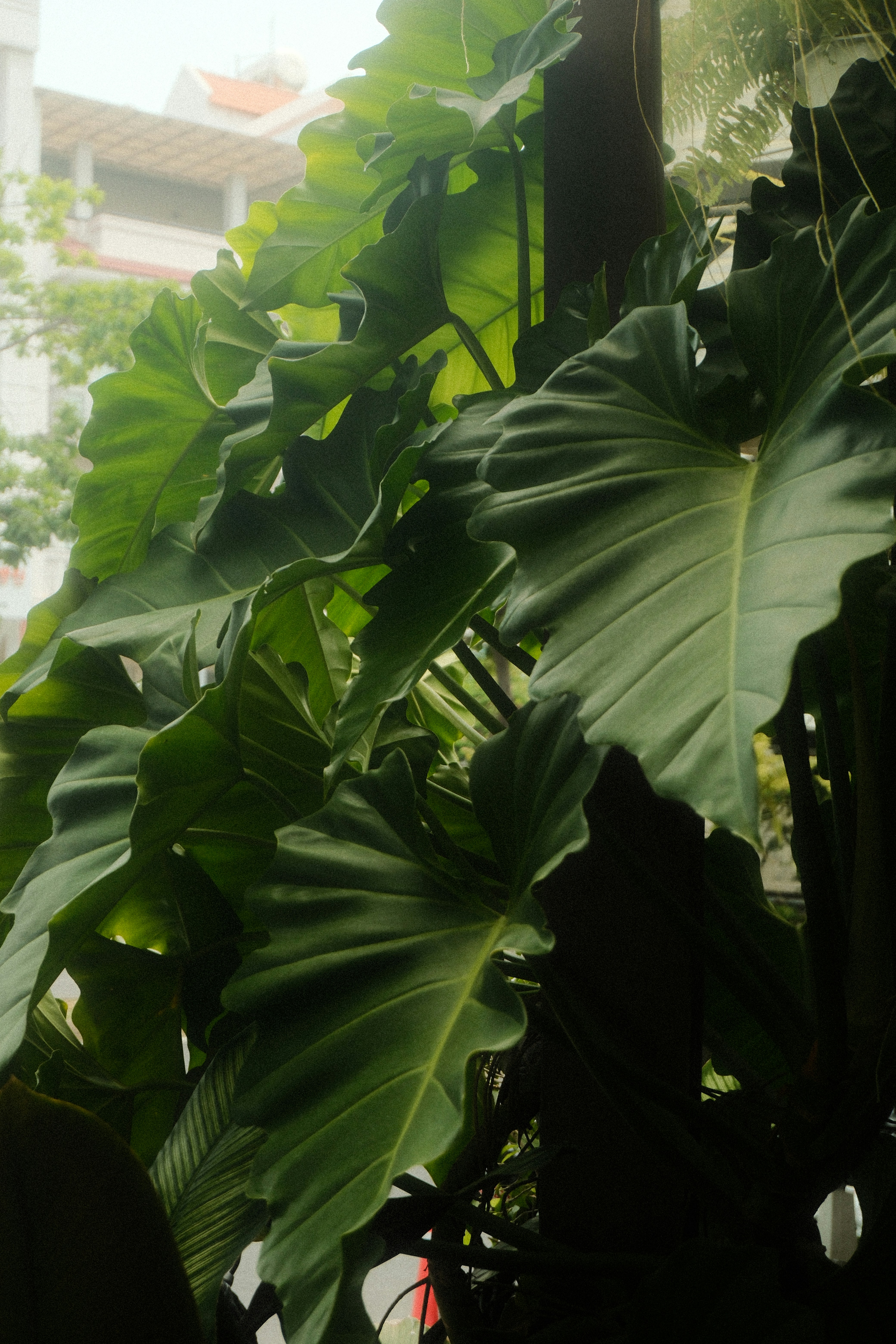 Emerald Corridor: A Burst of Large Green Leaves Framing Soft Backlight