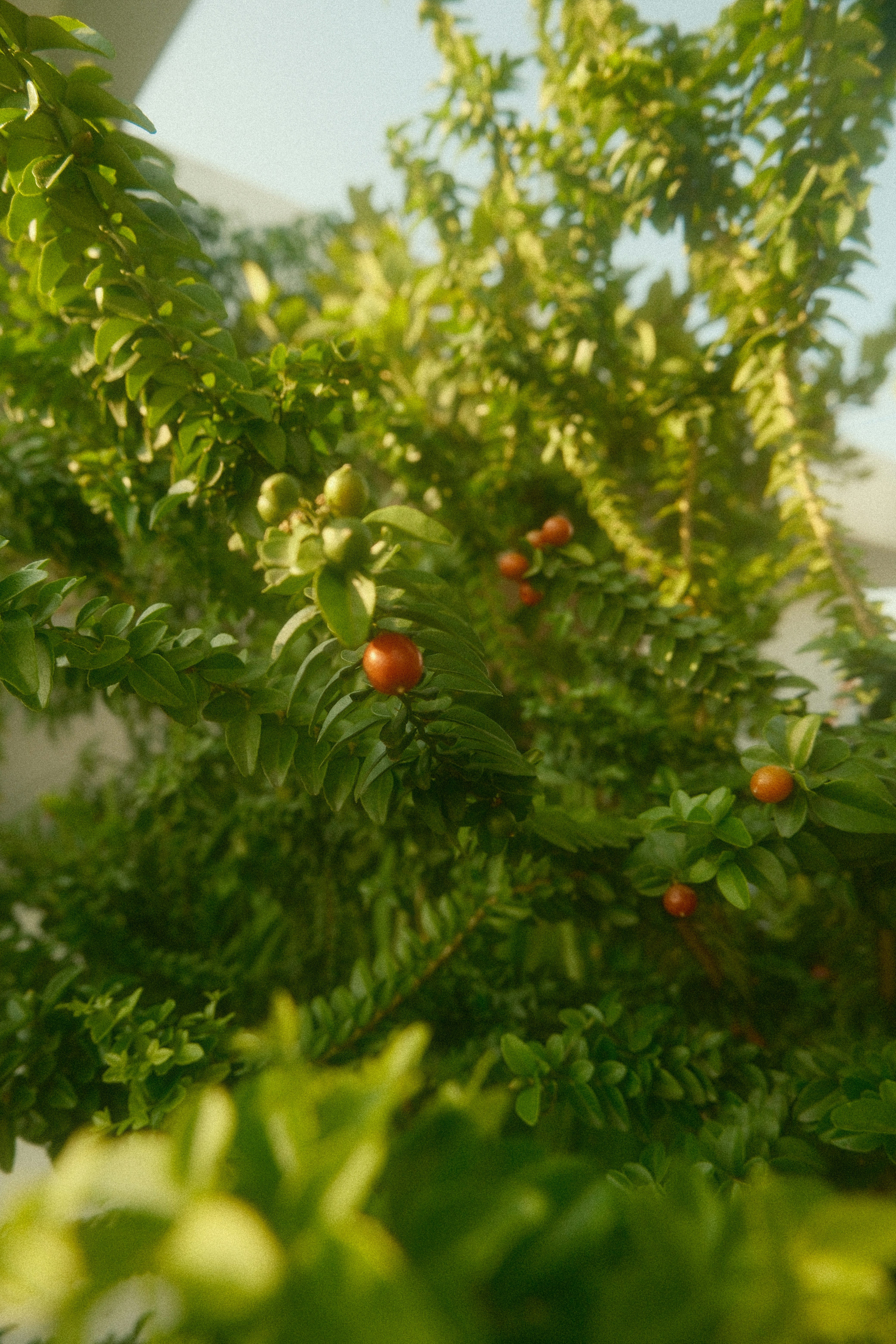 Ripe Ambrosia: Small Red Berries Amid Lush Greenery